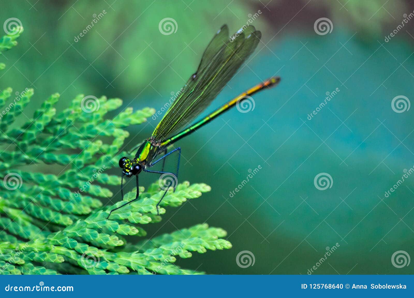 Dragonfly Perching on Tree Branch Stock Photo - Image of animal ...