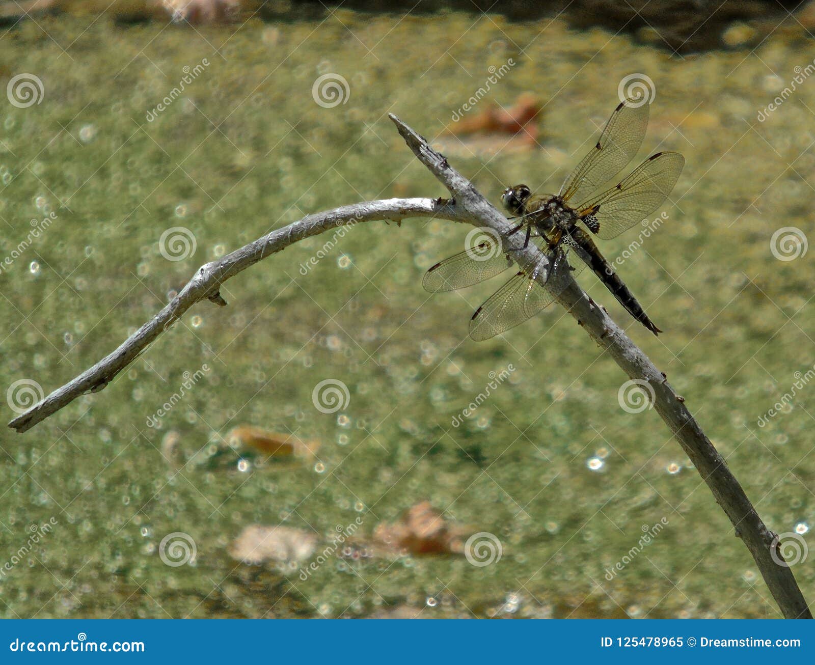 Dragonfly Percing Over a Stream Stock Image - Image of edge, park ...