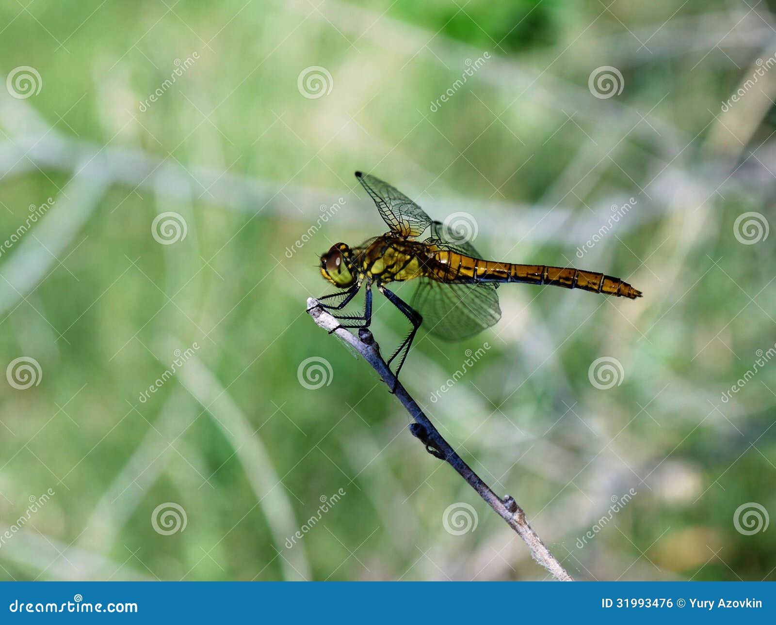 Dragonfly stock photo. Image of trunk, nature, macro - 31993476