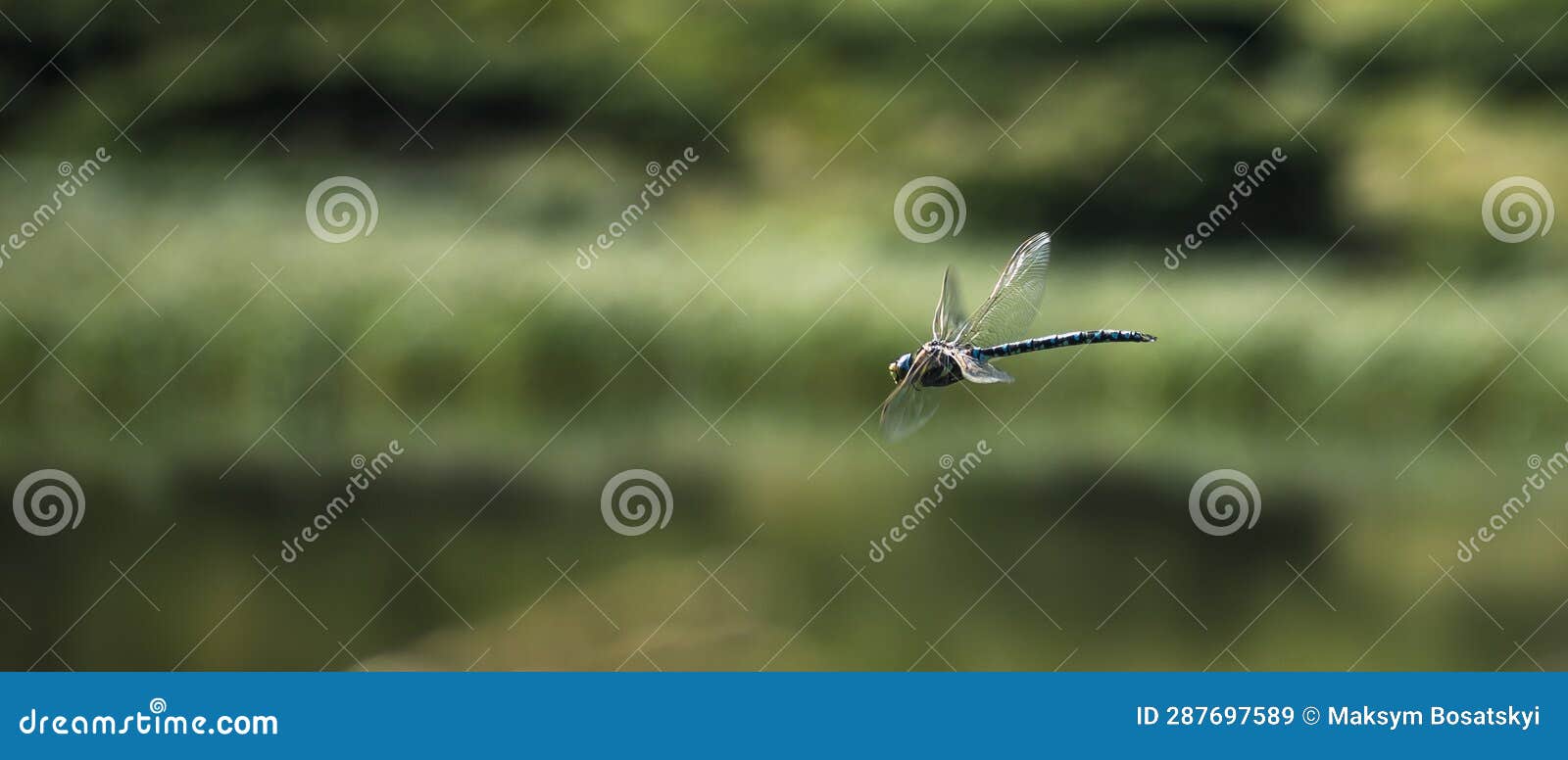 Dragonfly Photographed in Flight Stock Image - Image of close, blue ...
