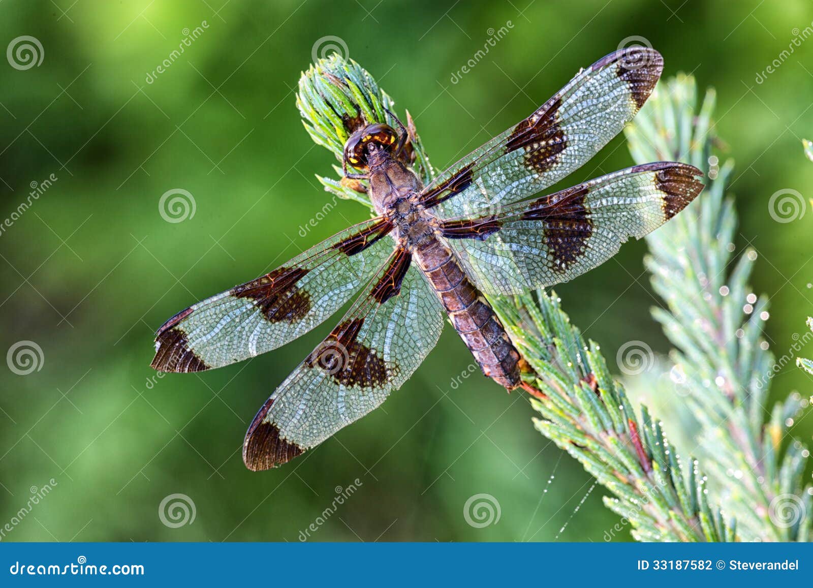 DragonFly on Pine stock photo. Image of wings, meadow - 33187582