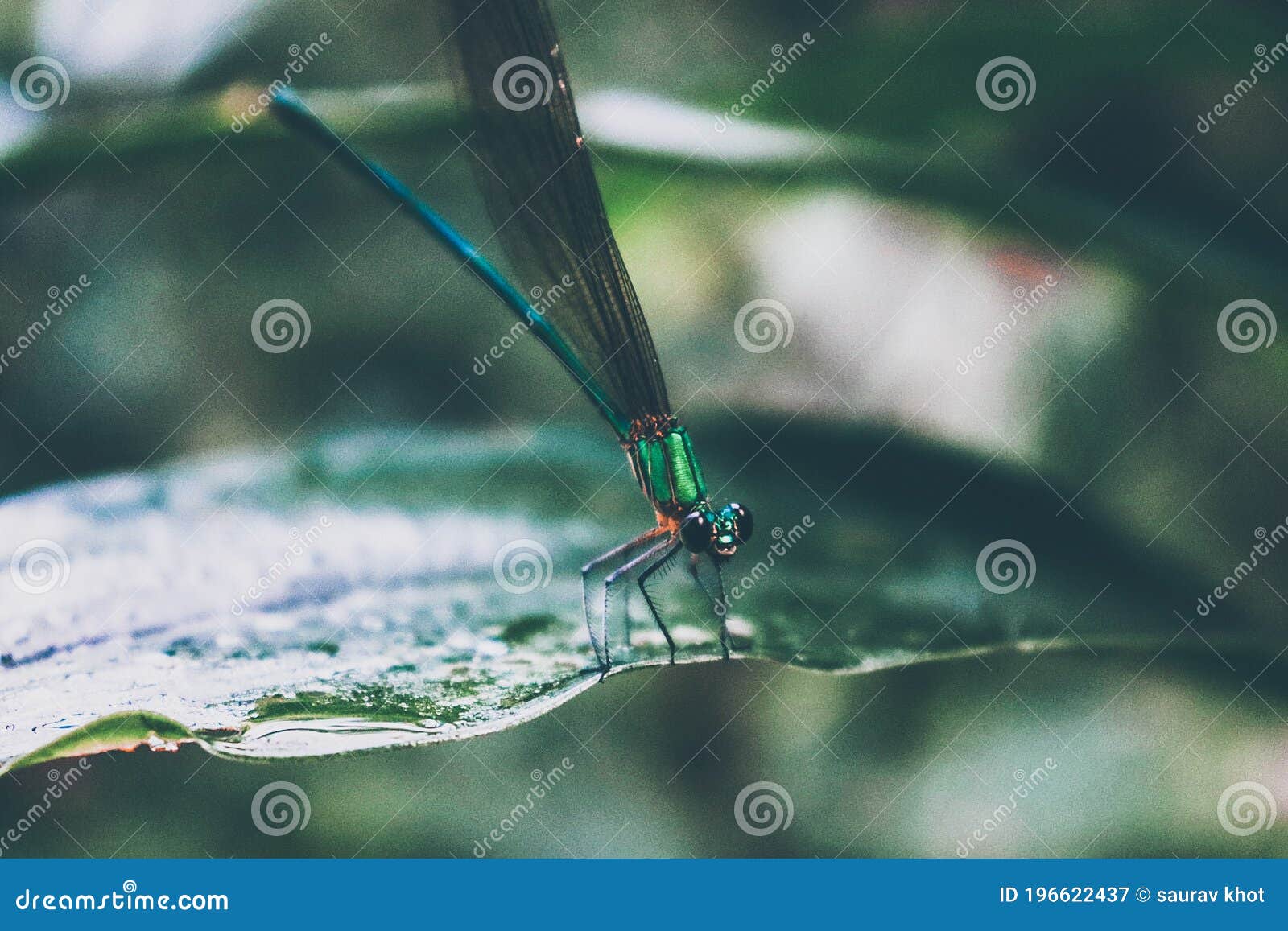 Dragonfly in the Rainforest Stock Image - Image of leaf, arthropod ...