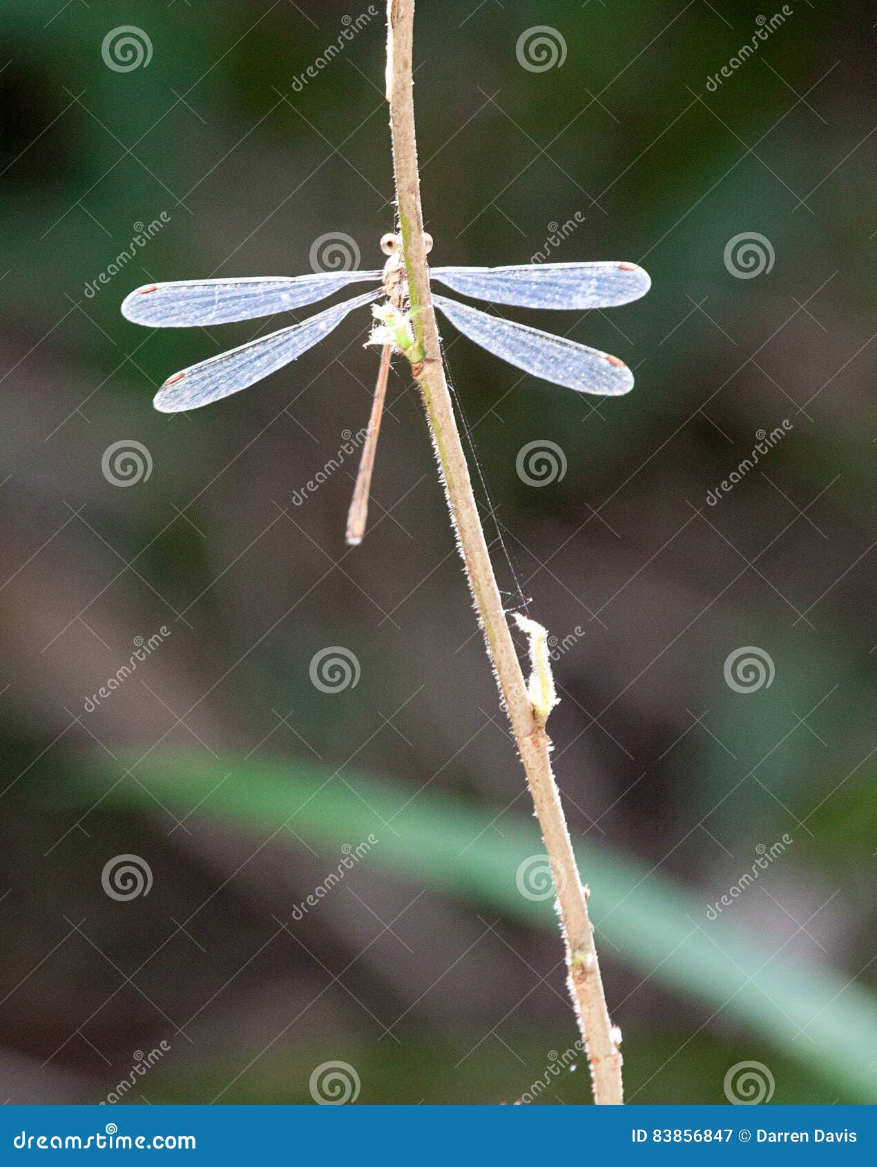 Dragonfly on plant stem stock image. Image of wings, detail - 83856847