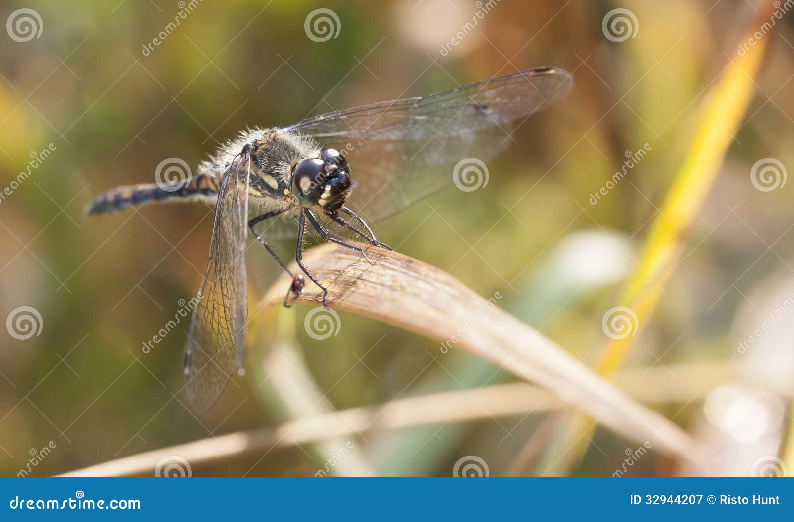 Dragonfly on plant straw stock image. Image of wildlife - 32944207