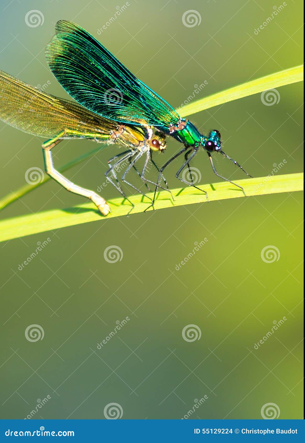 Dragonfly stock photo. Image of fragile, insects, closeup - 55129224