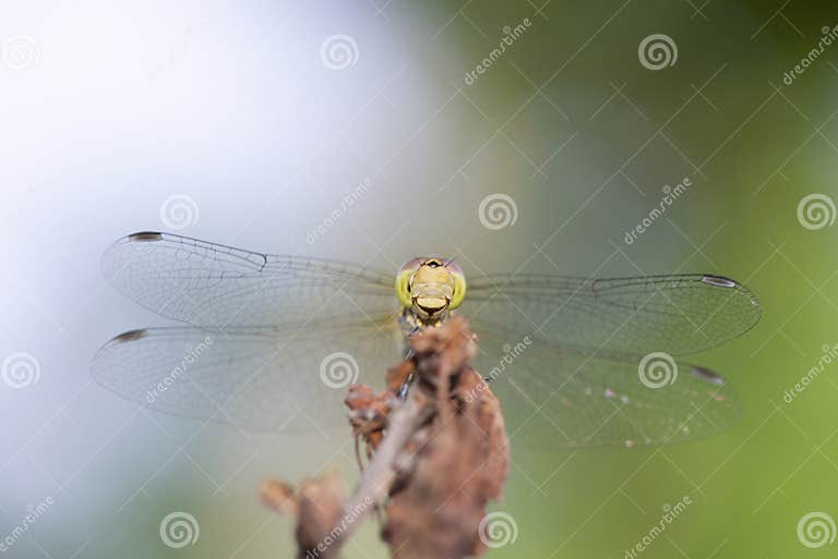 A Dragonfly is Posing on a Tree Stock Image - Image of flower, female: 291378703