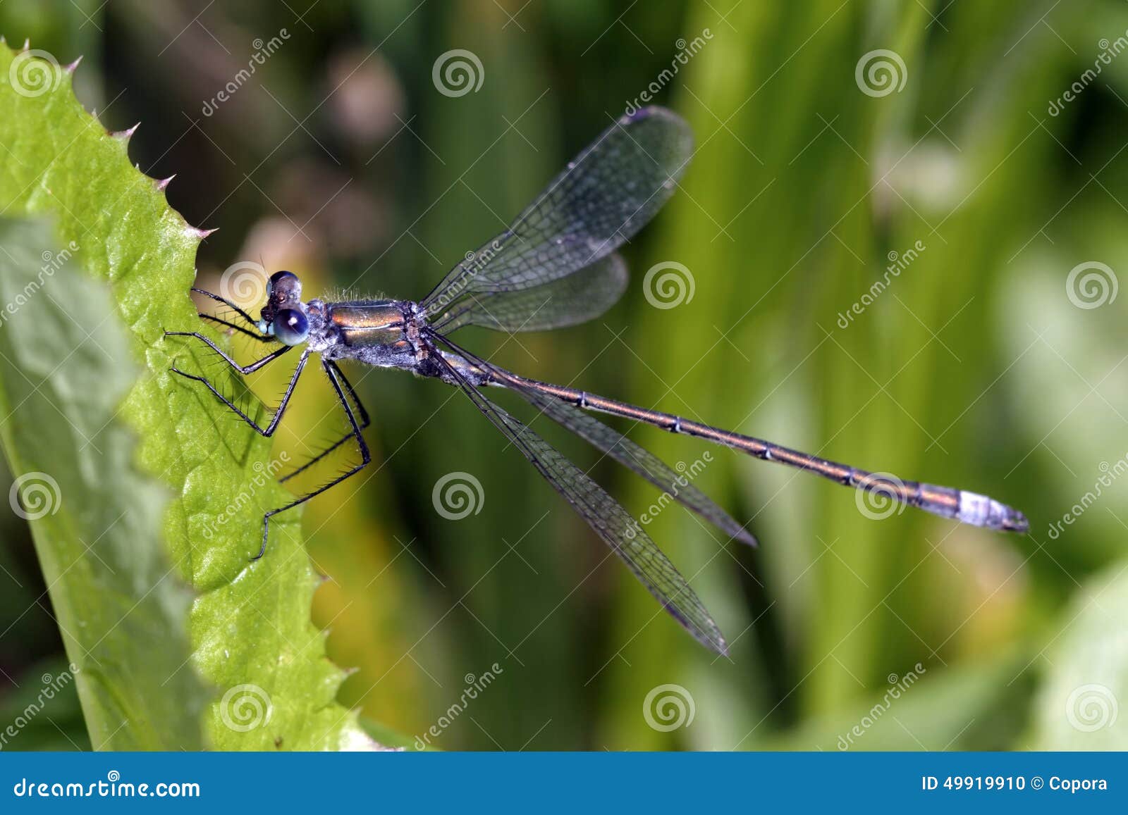 Dragonfly stock photo. Image of dragon, coleopteres, insect - 49919910