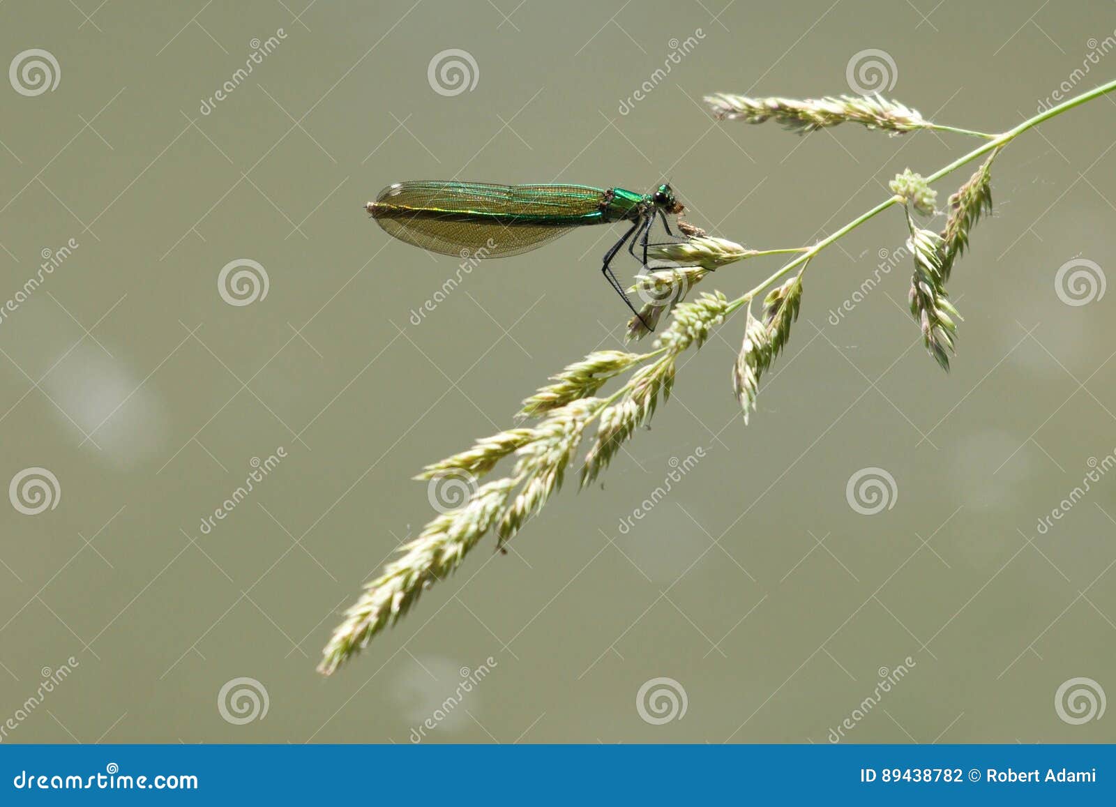 Dragonfly with prey stock photo. Image of blue, gray - 89438782