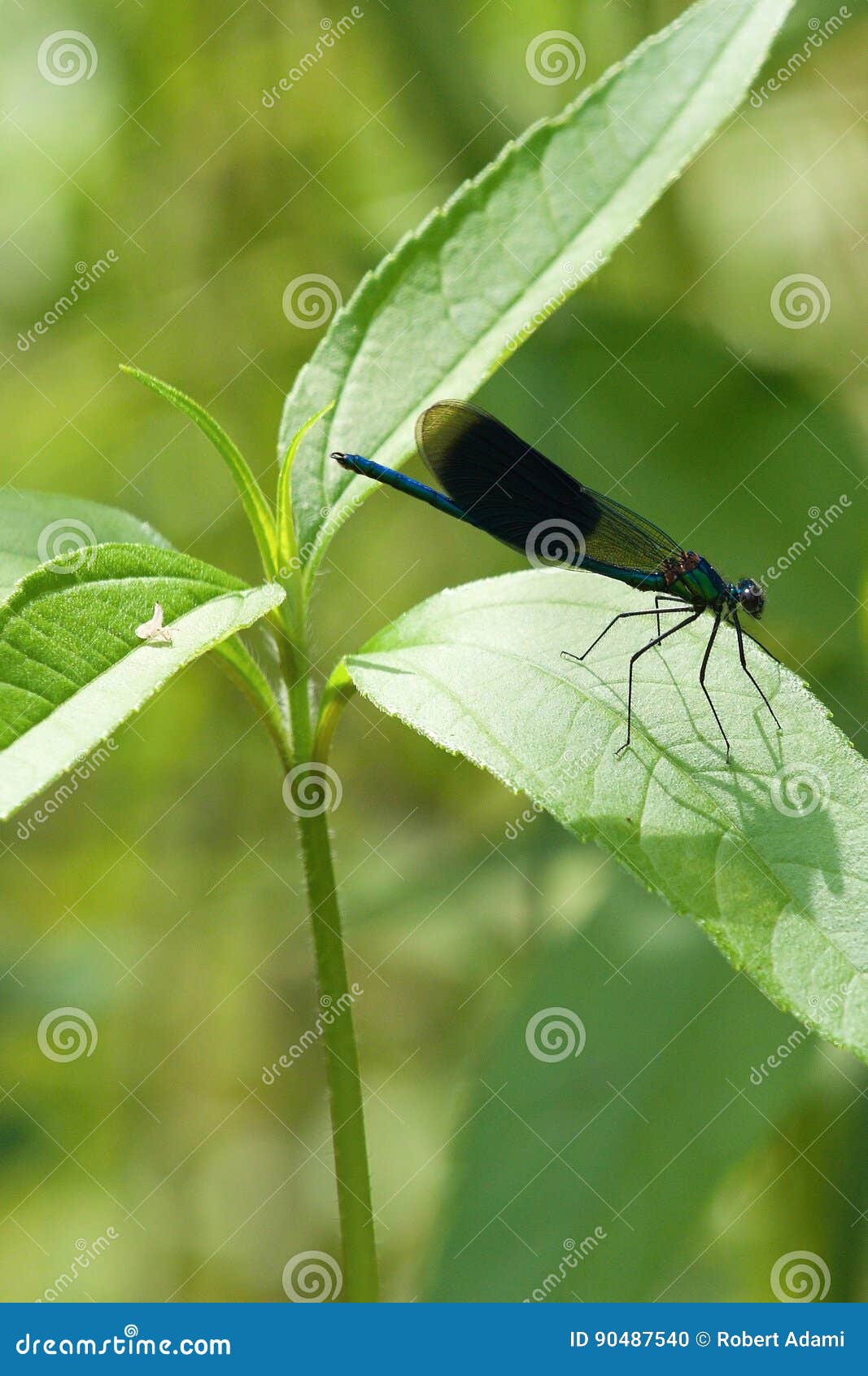 Dragonfly with prey stock photo. Image of insect, prey - 90487540