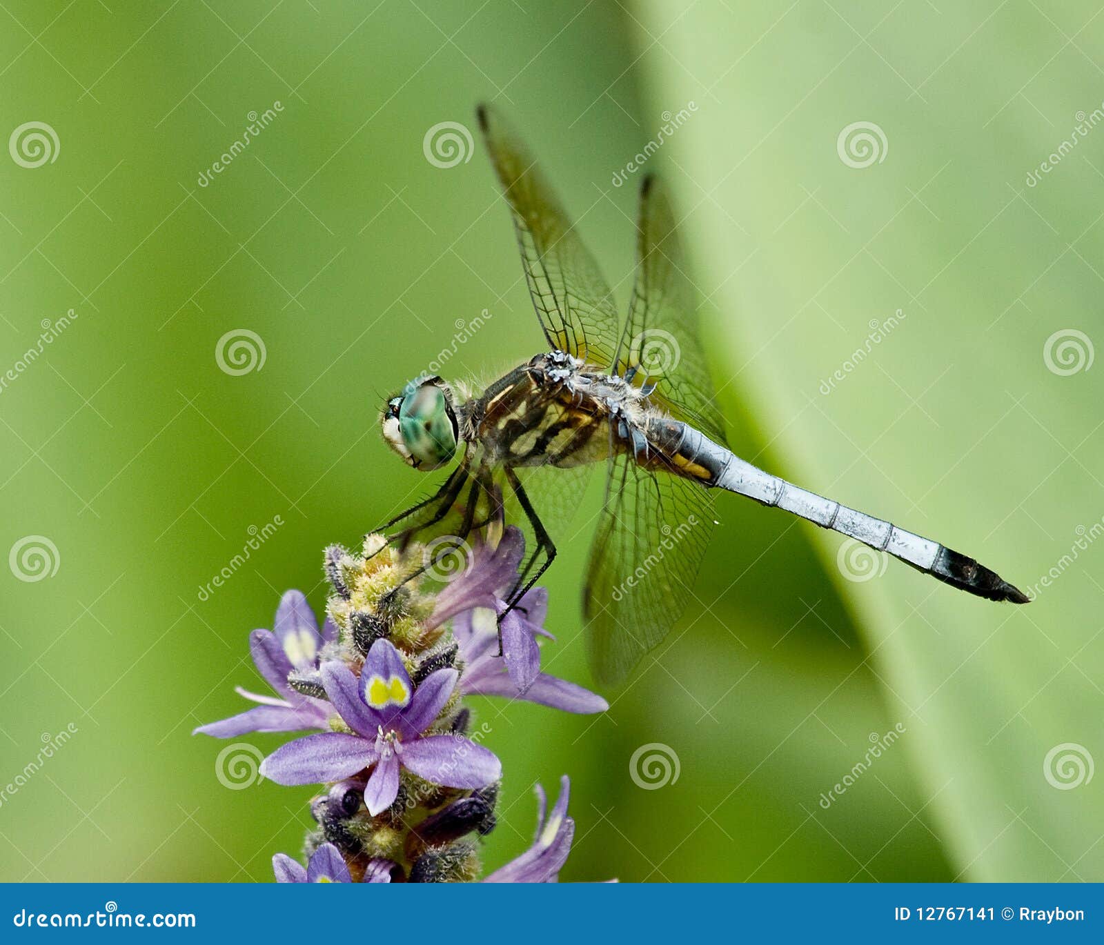 Dragonfly on purple stock image. Image of damselfly, flower - 12767141