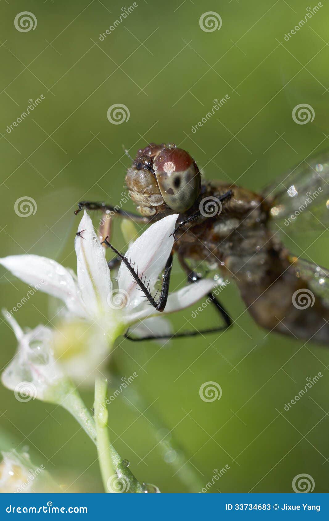 Dragonfly in Rain stock image. Image of insect, white - 33734683