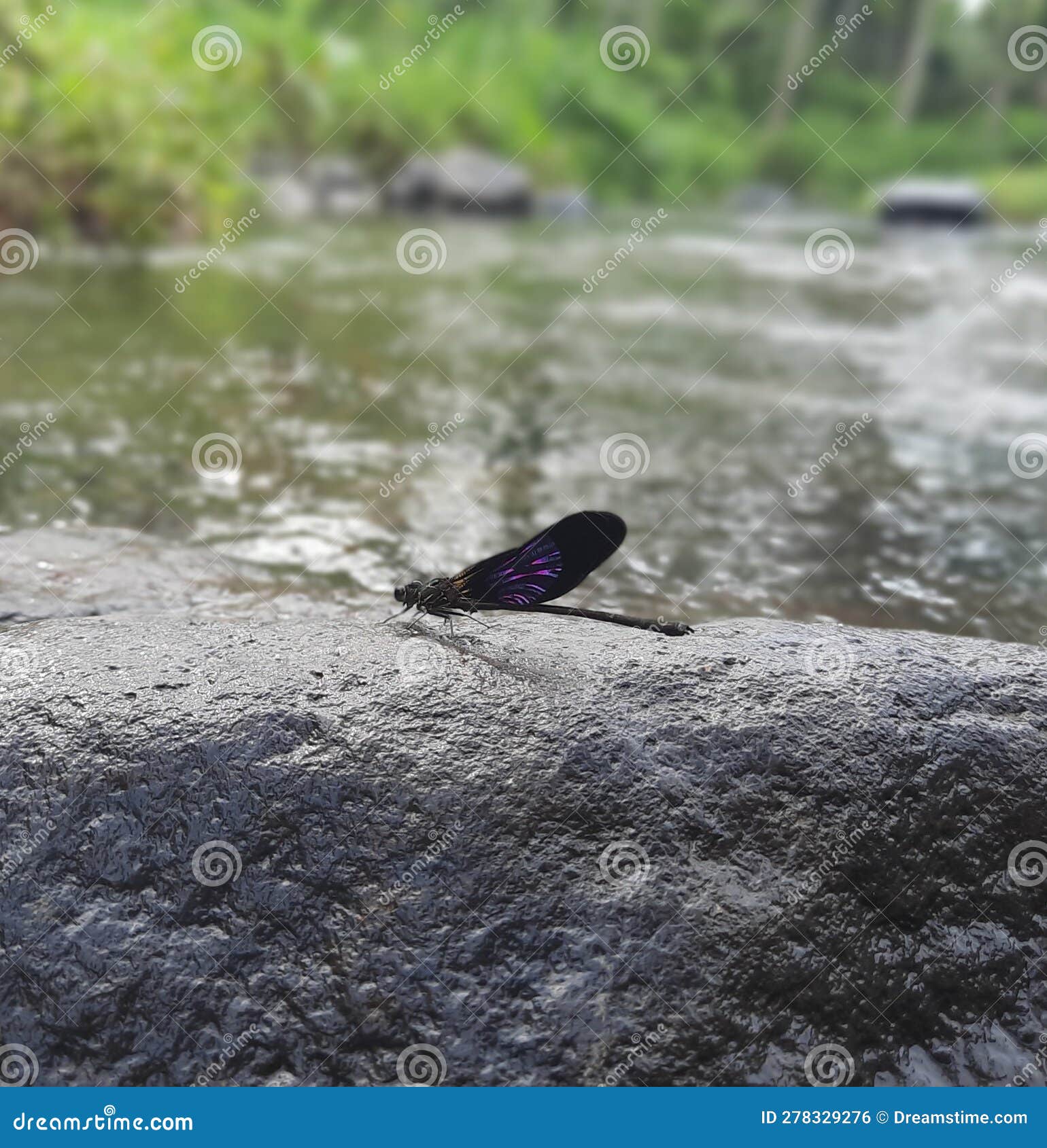Dragonfly On The River Rocks Stock Photography | CartoonDealer.com ...