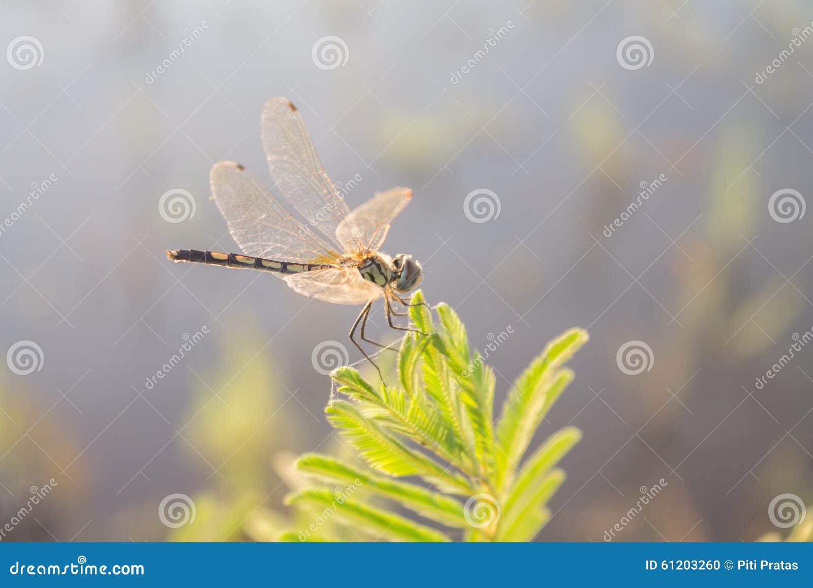 Dragonfly stock photo. Image of blur, insects, dragonfly - 61203260