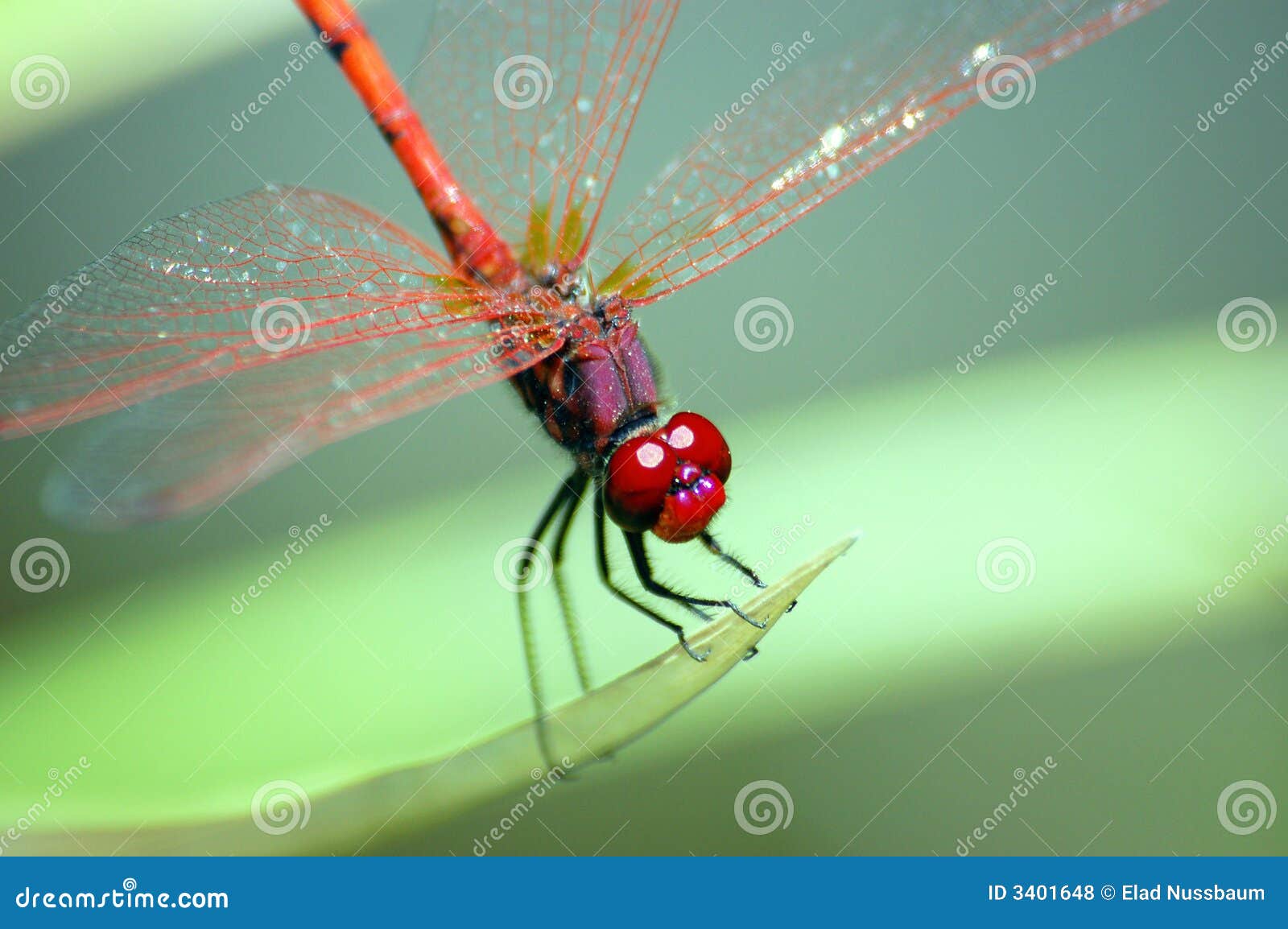 Dragonfly red eyes stock photo. Image of dragonfly, rock - 3401648