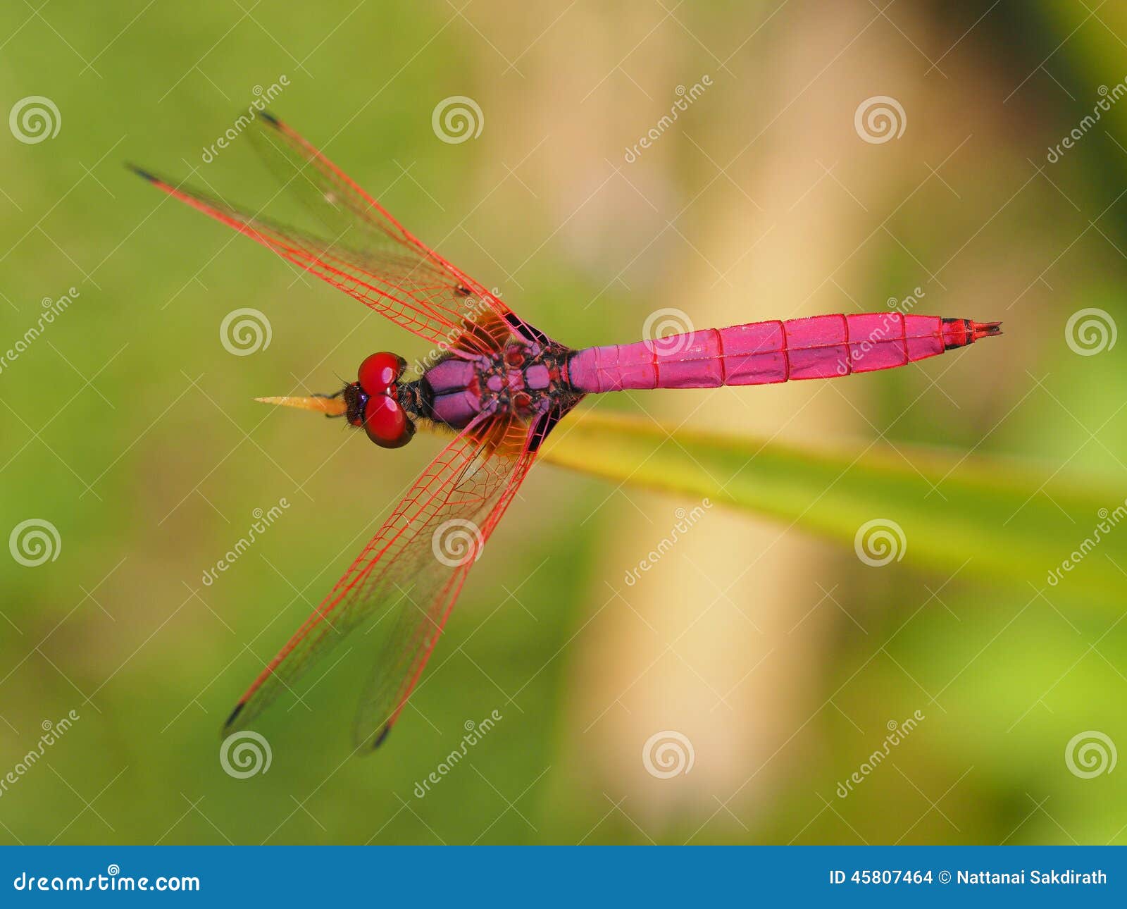 Dragonfly stock photo. Image of landing, wing, birdeyeview - 45807464