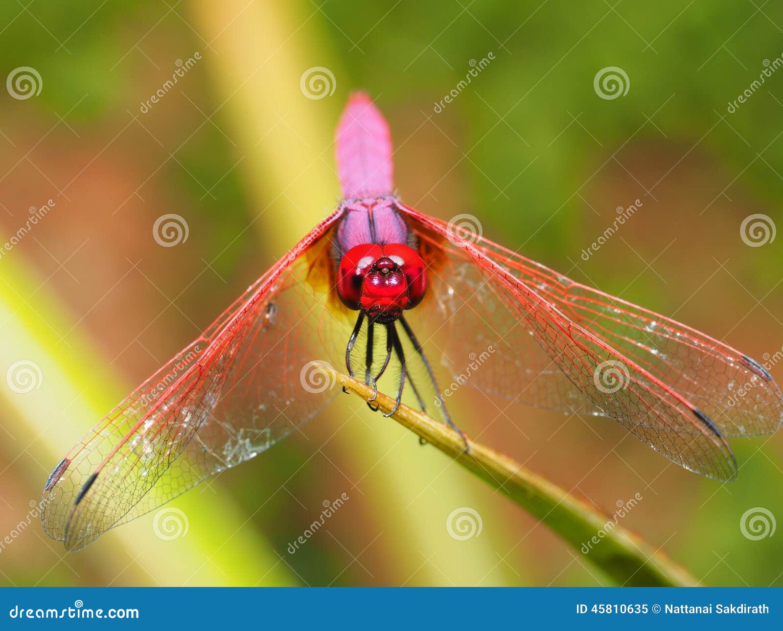 Dragonfly stock image. Image of landing, flyninsectn - 45810635