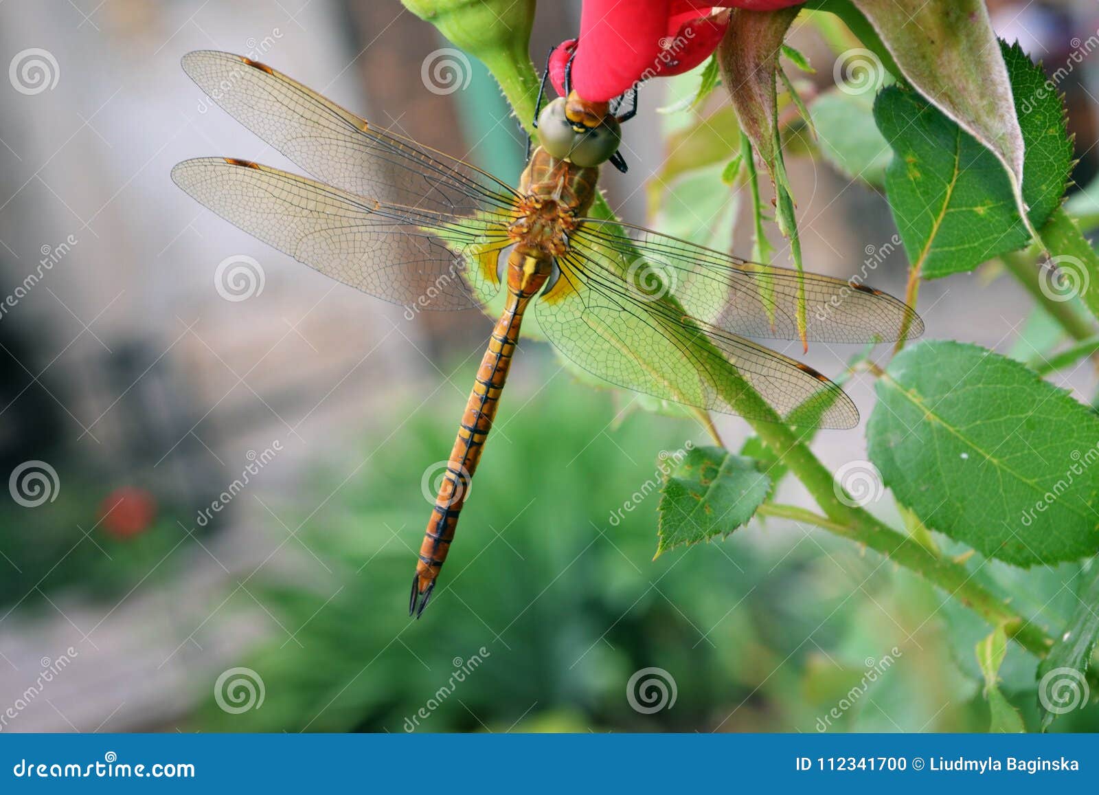 Dragonfly on a red rose stock photo. Image of outdoors - 112341700