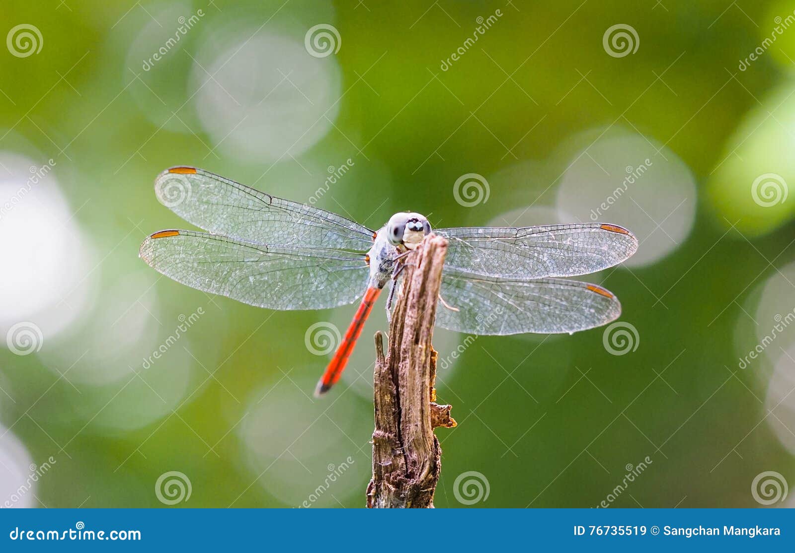 The Dragonfly. stock image. Image of tail, insect, summer - 76735519