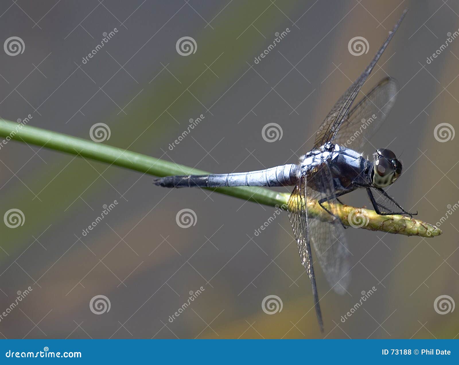 Dragonfly on Reed stock photo. Image of botanic, stalk, reed - 73188