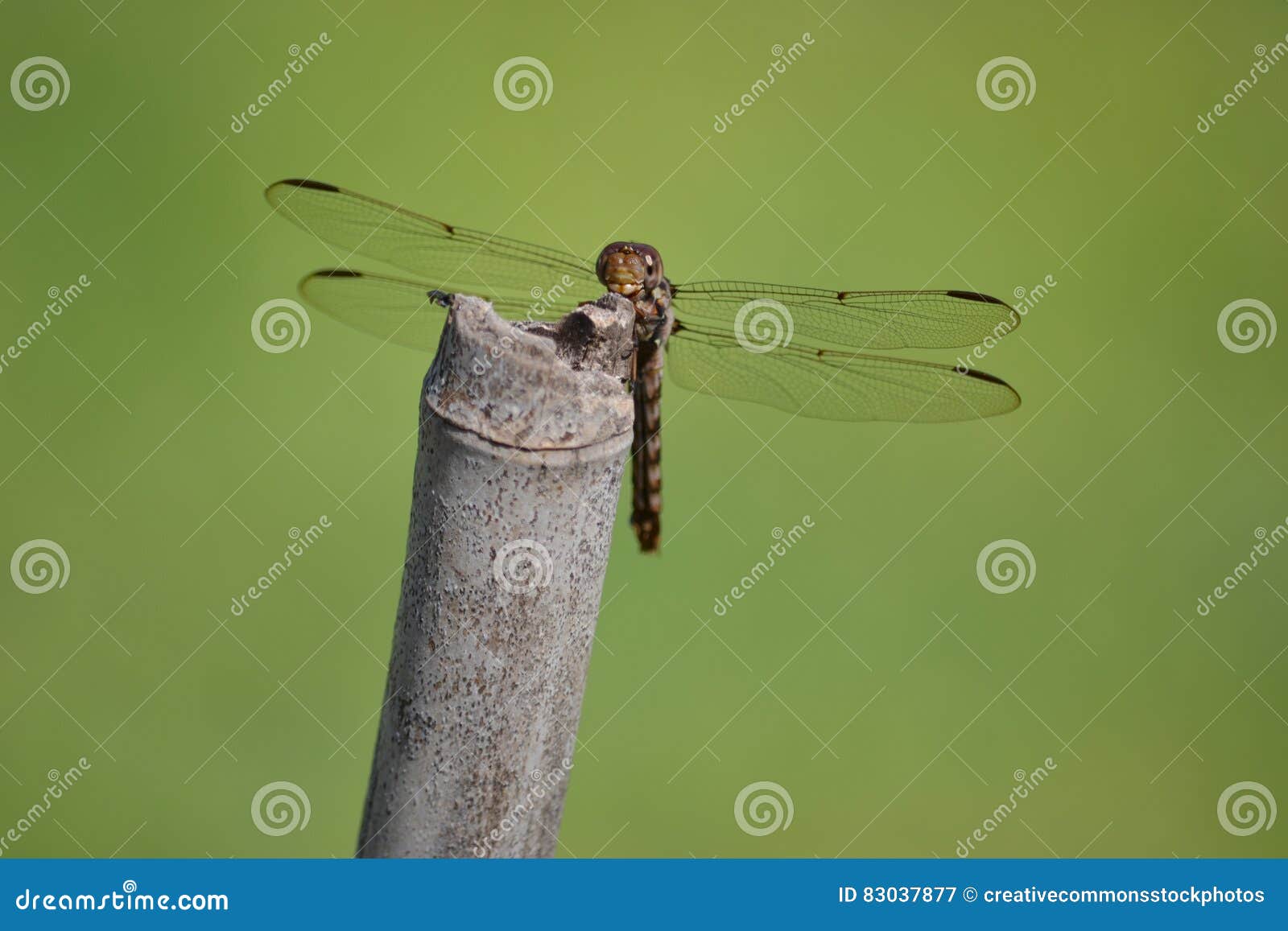 Dragonfly On Reed Picture. Image: 83037877