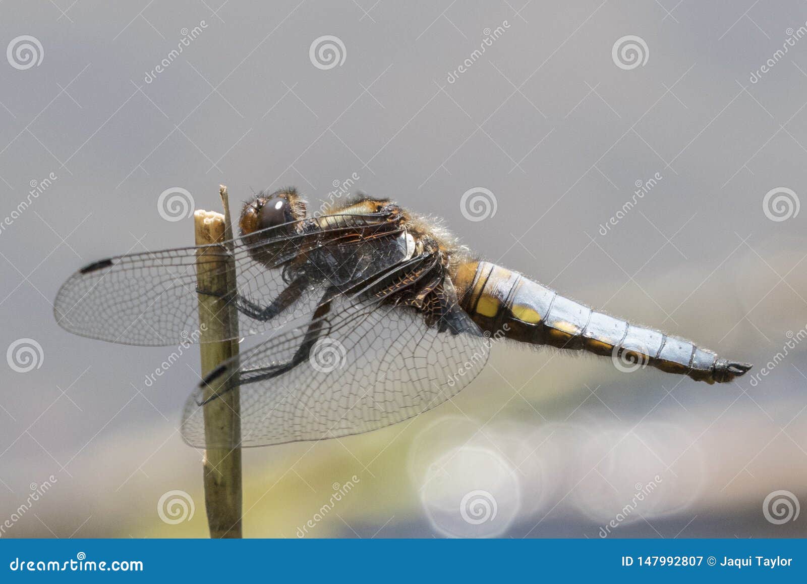 Dragonfly on a reed stalk stock image. Image of minibeast - 147992807