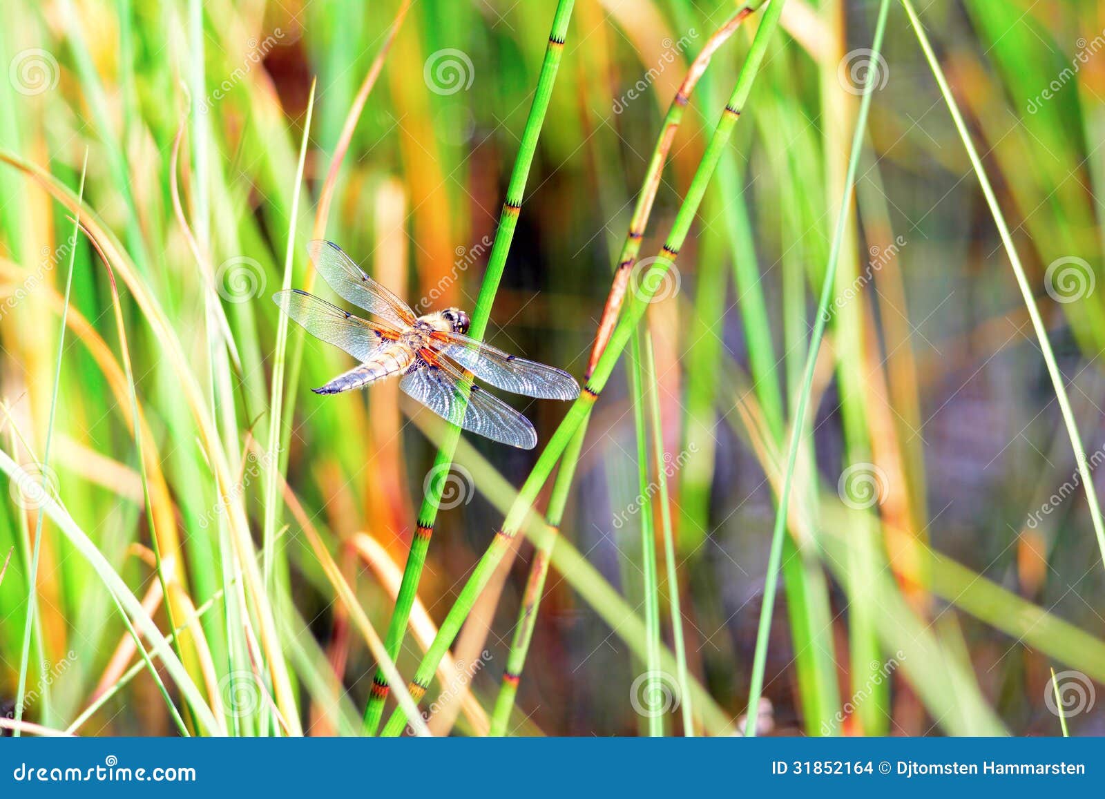 Dragonfly stock photo. Image of buzz, colorful, beautiful - 31852164
