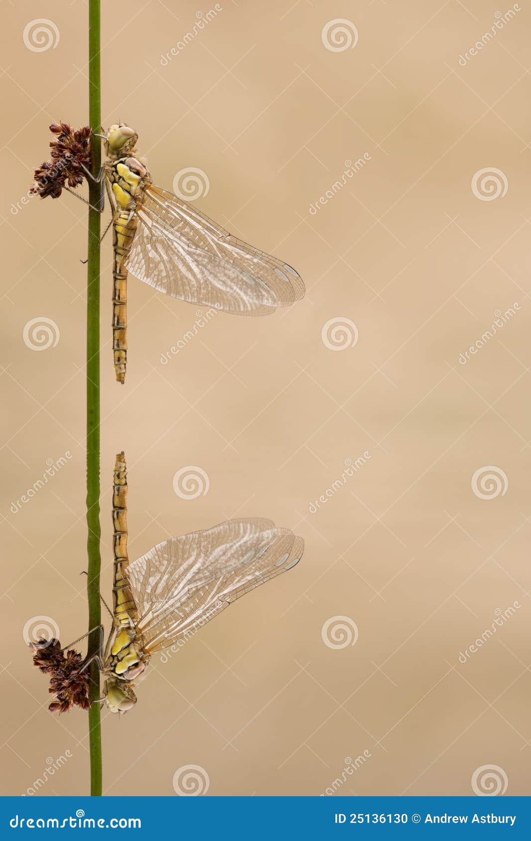 Dragonfly Symmetry Stock Image | CartoonDealer.com #80031451