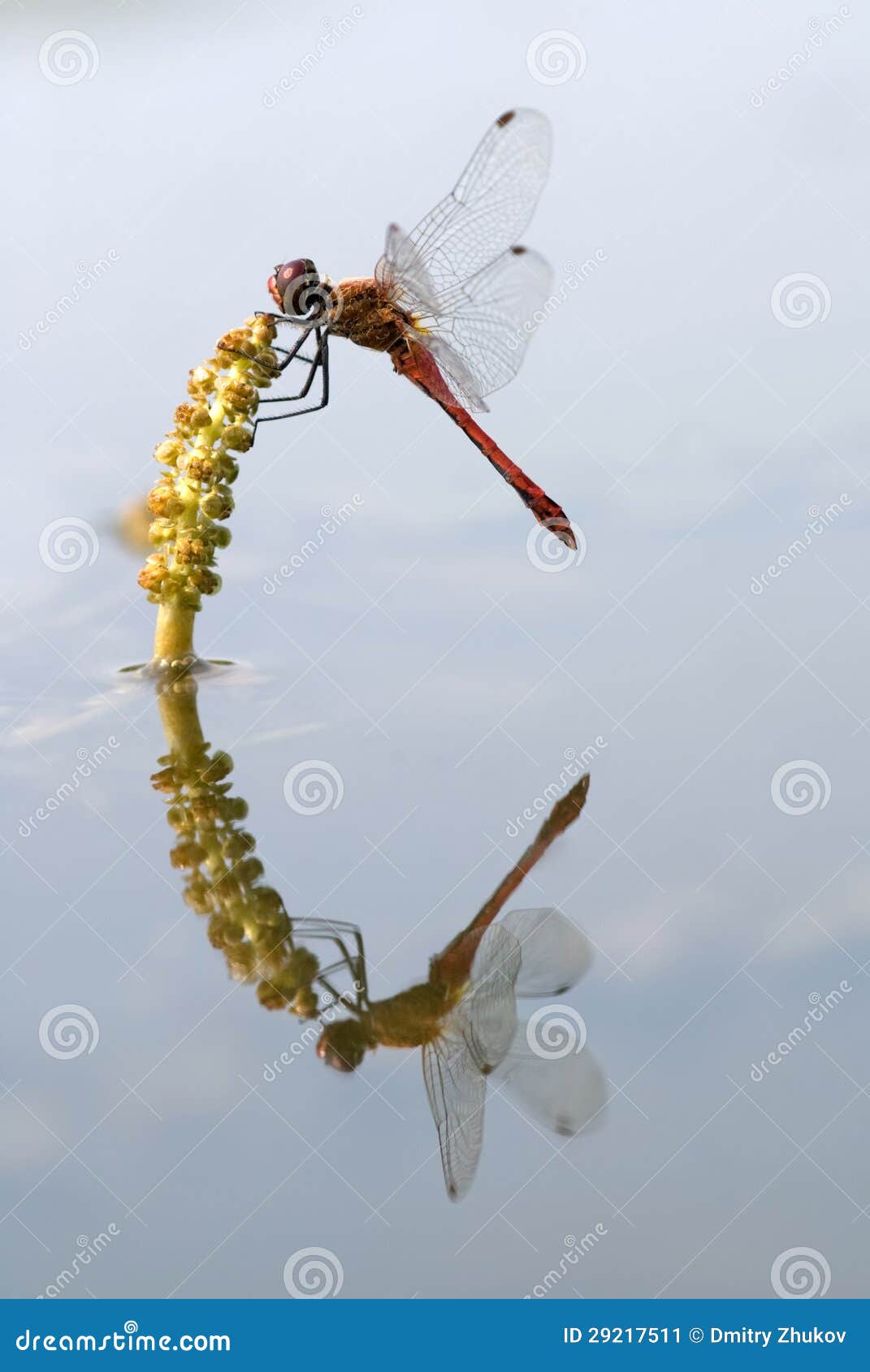 Dragonfly and Reflection stock image. Image of pondweed - 29217511