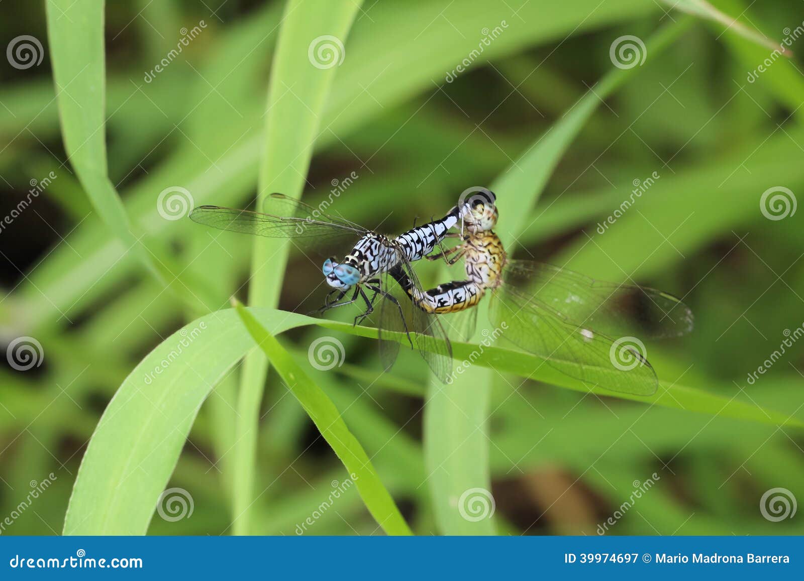 Dragonfly reproduction stock image. Image of clear, colorful - 39974697