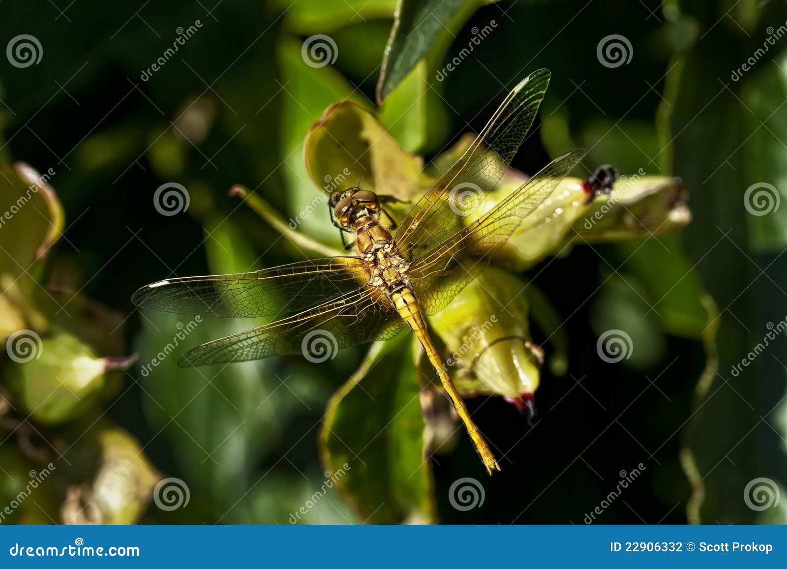 Dragonfly at Rest stock photo. Image of small, dragonfly - 22906332