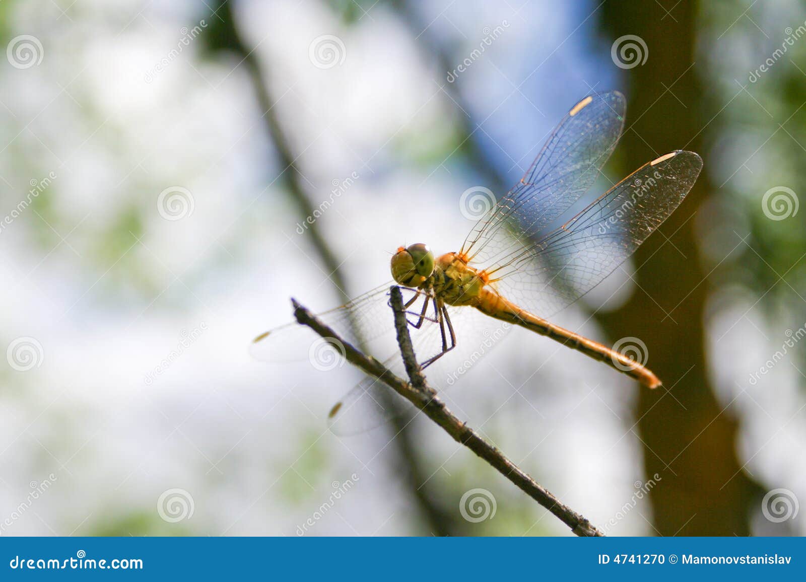 Dragonfly on the rest stock photo. Image of twig, vein - 4741270