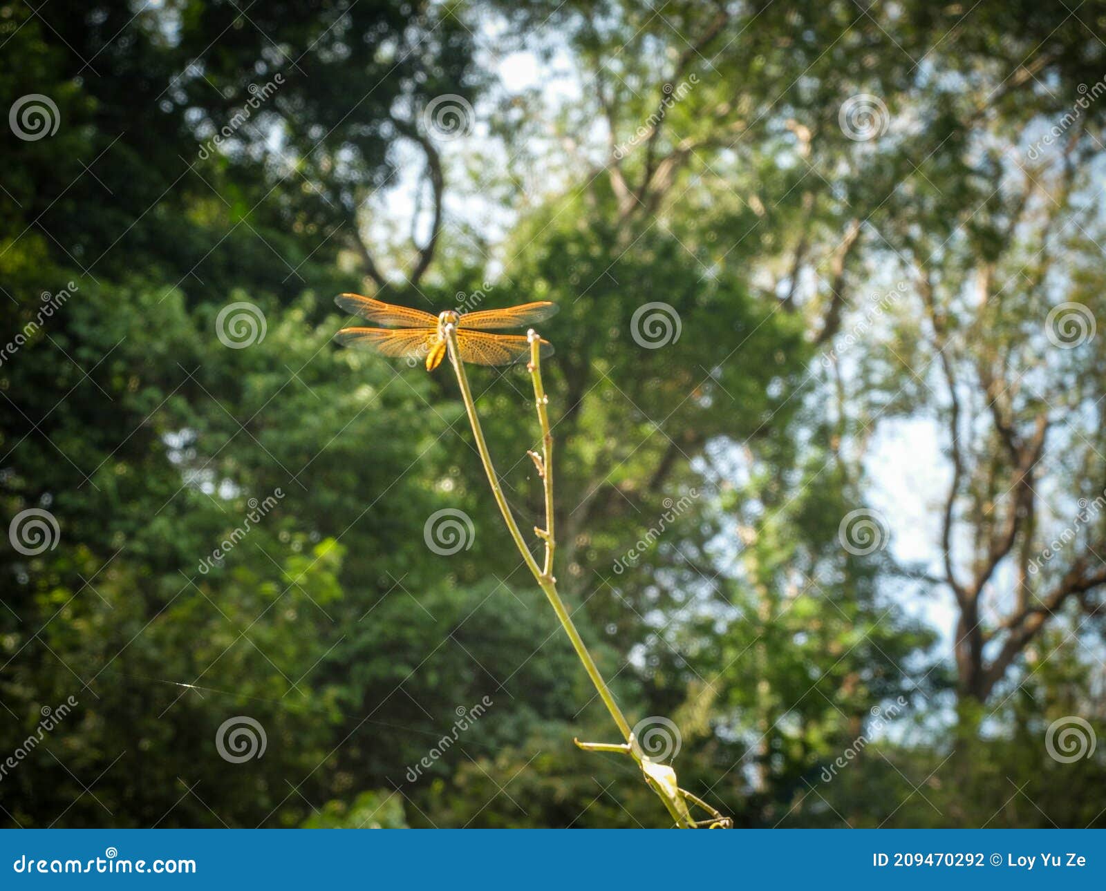 Dragonfly rest on brunch stock photo. Image of garden - 209470292