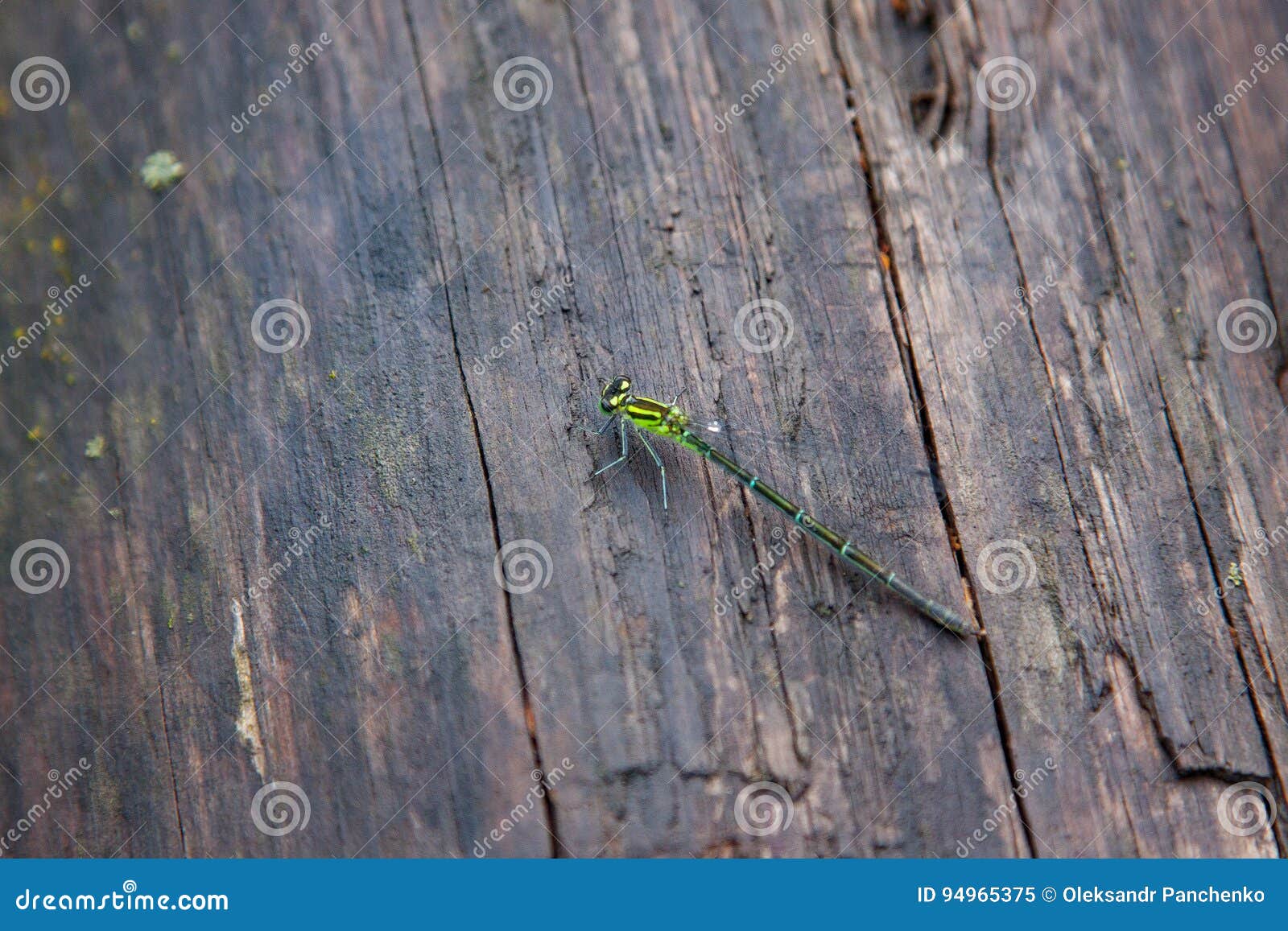 Dragonfly Rest on an Old Wooden Surface Stock Image - Image of color ...