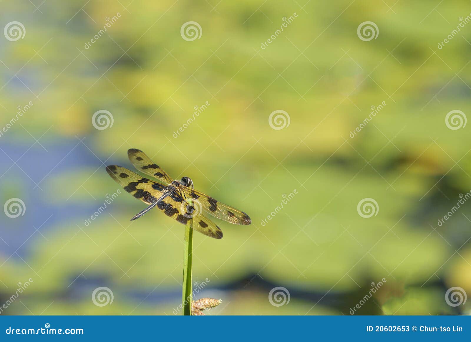 Dragonfly Rest On A Green Leaf Stock Image | CartoonDealer.com #210057493