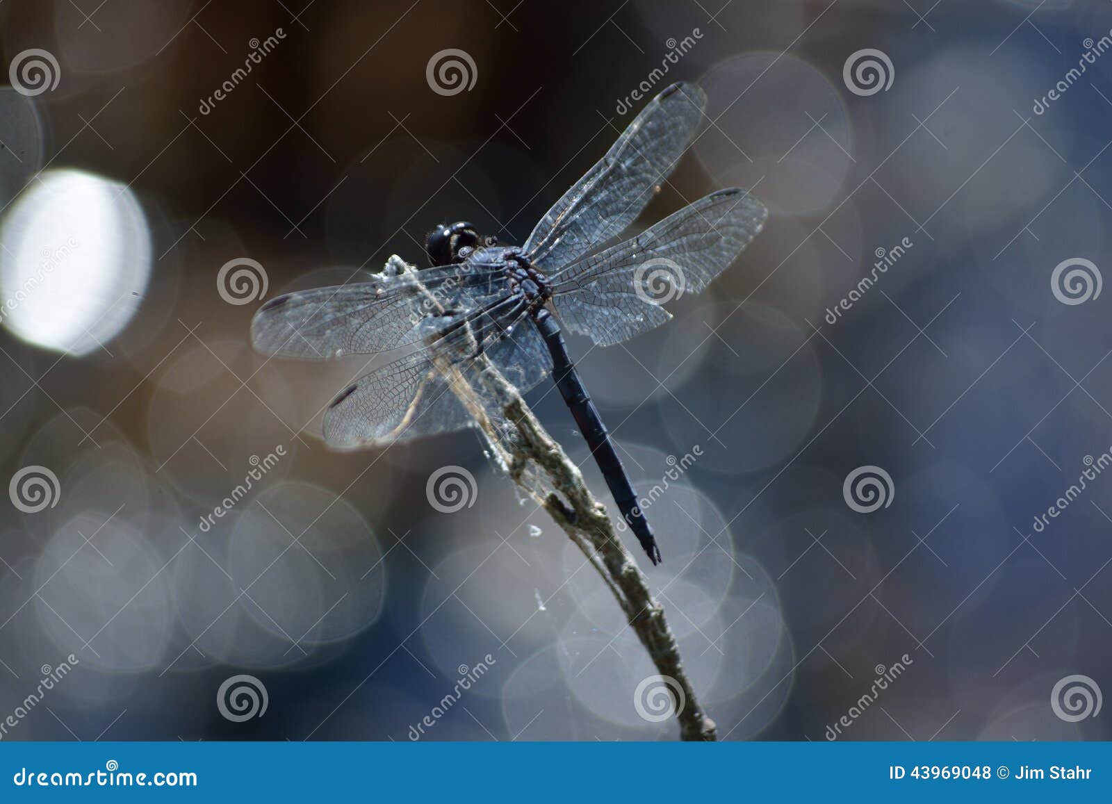 Dragonfly at rest stock photo. Image of wings, resting - 43969048