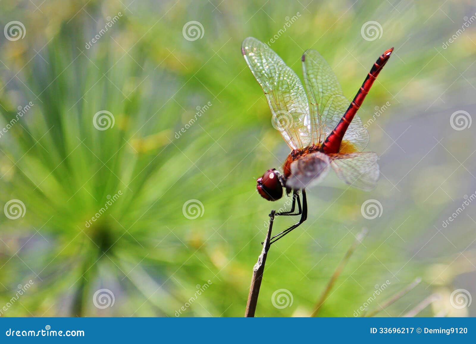 Dragonfly Resting on a Twig Stock Image - Image of nature, legs: 33696217