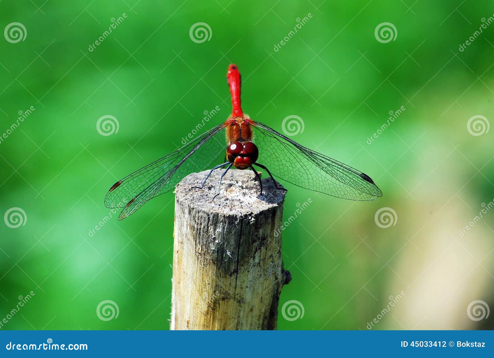 Dragonfly Rest on the Stake Stock Photo - Image of damselfly, macro ...