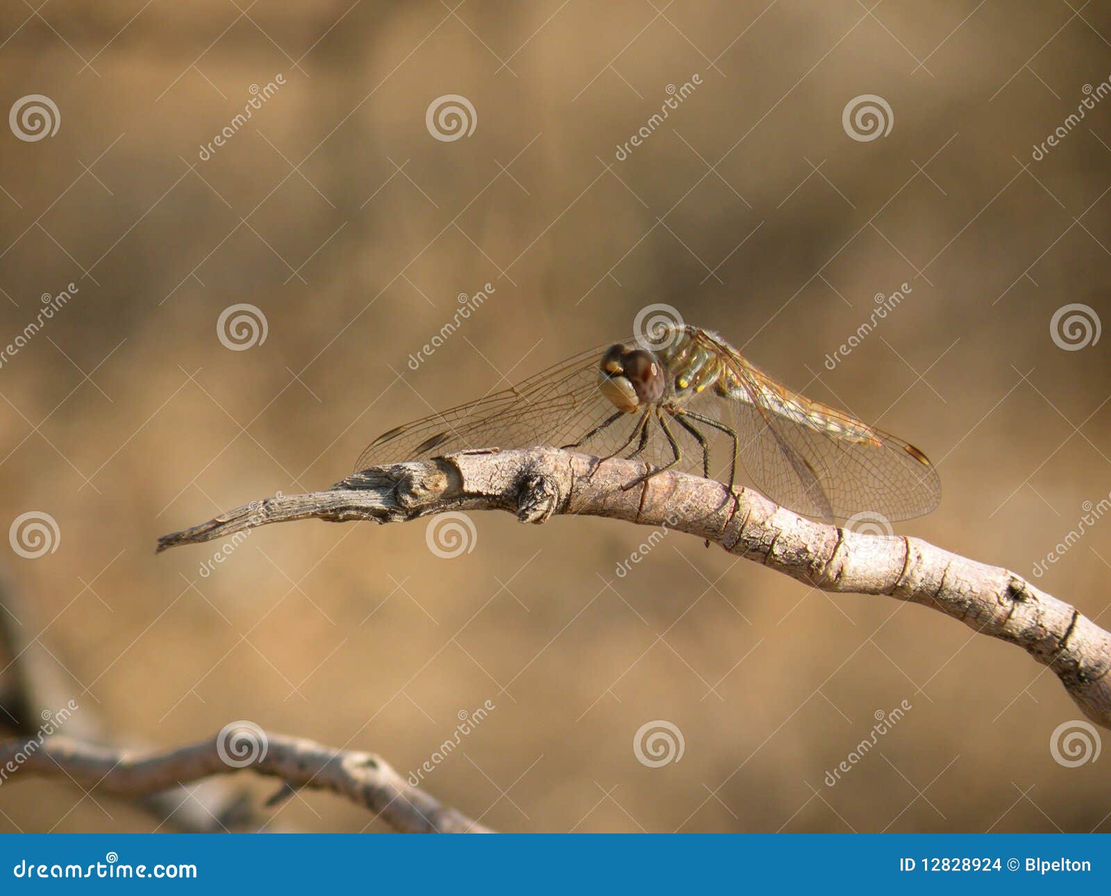 Dragonfly resting stock photo. Image of tree, nature - 12828924