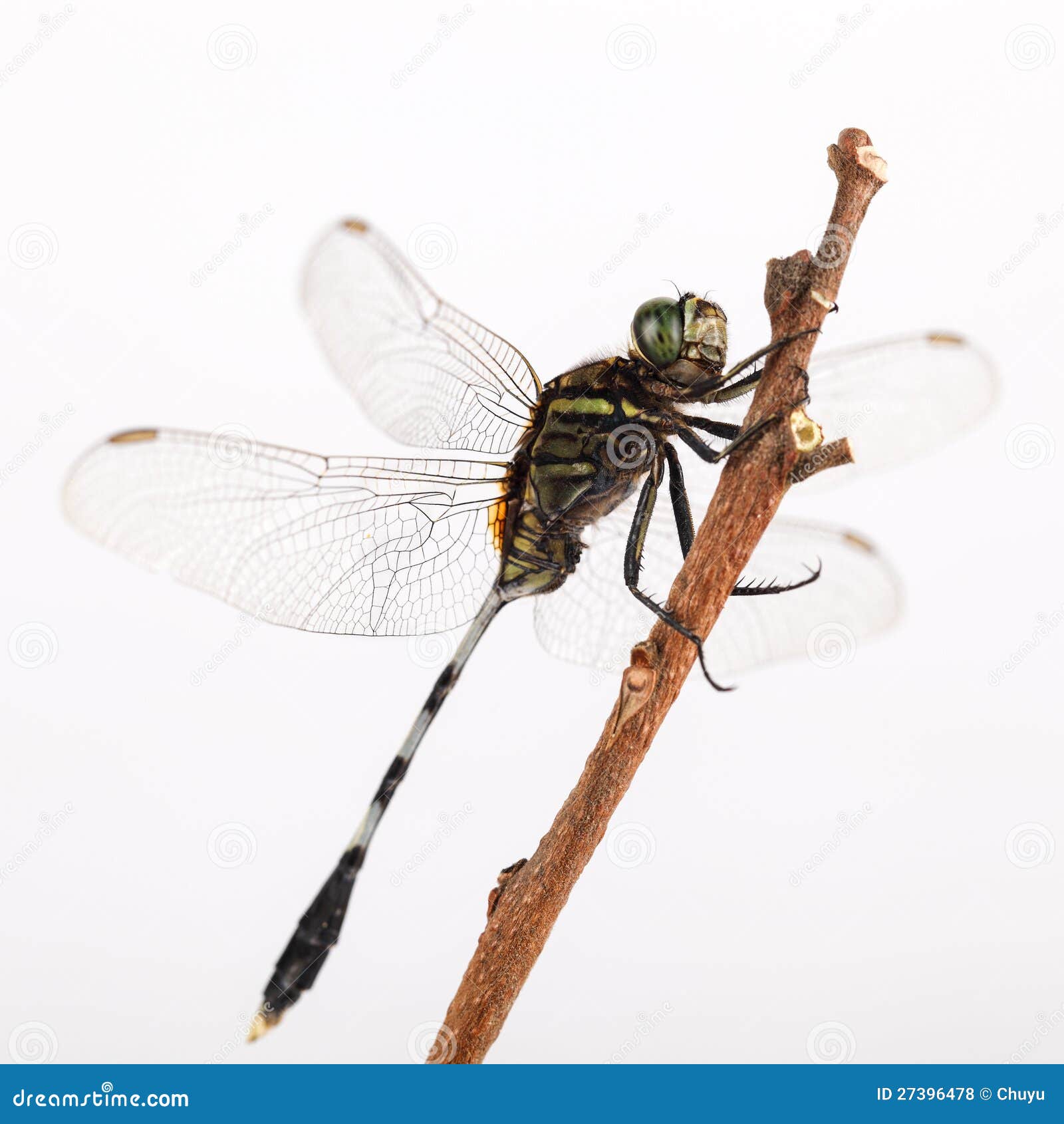 Dragonfly resting stock photo. Image of life, closeup - 27396478