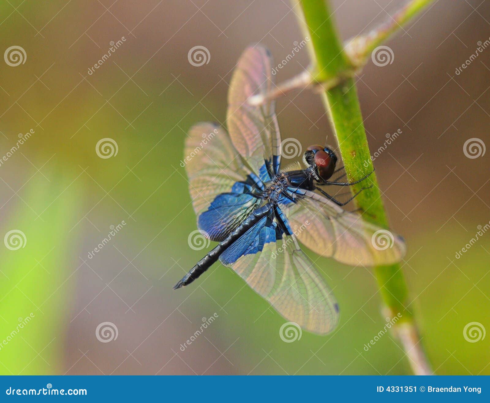 Dragonfly Resting stock image. Image of head, macro, metamorphosis ...