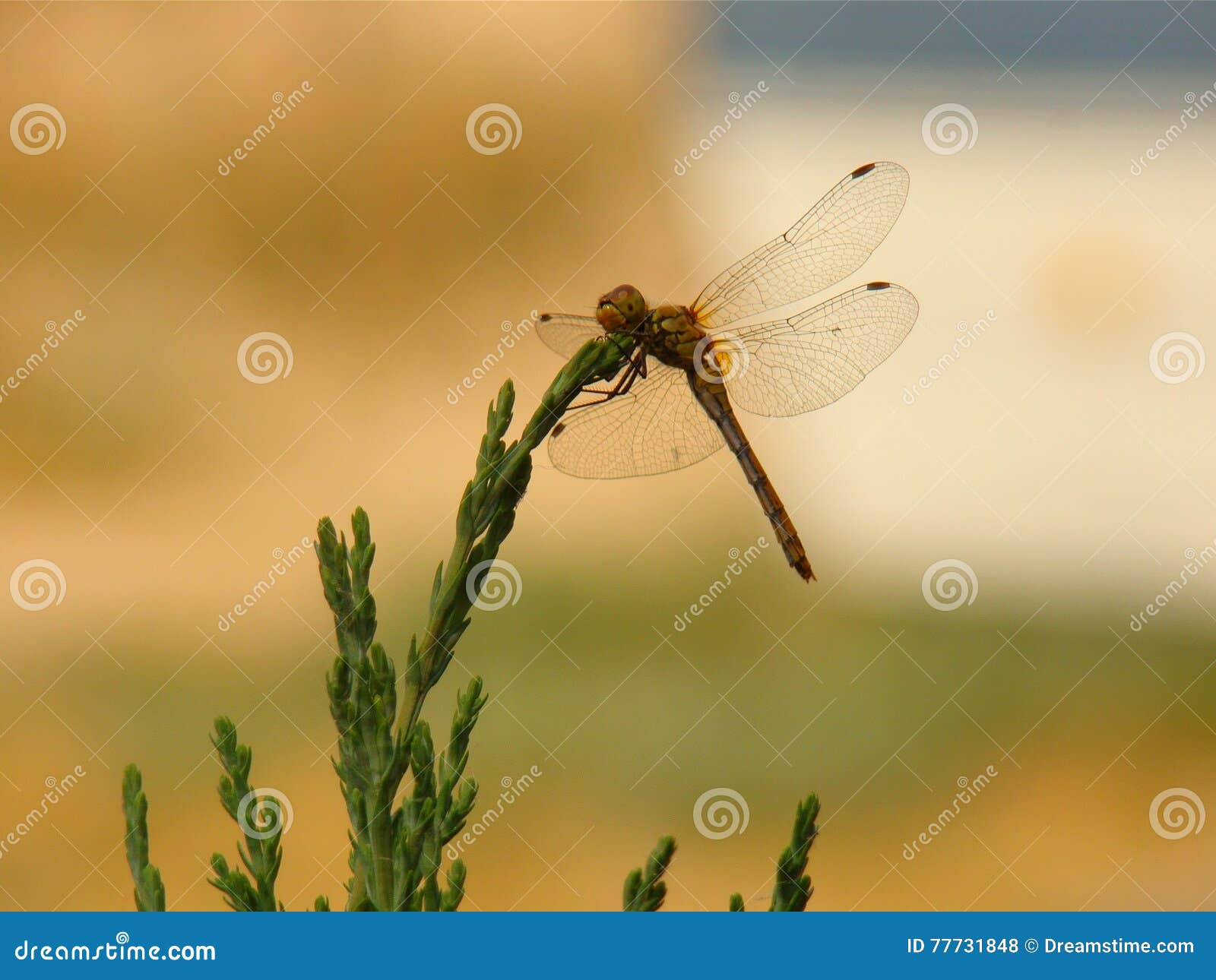 Dragonfly resting stock photo. Image of meadows, poznan - 77731848