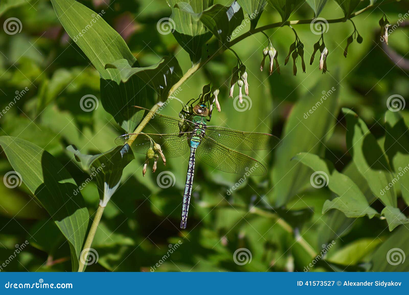 Dragonfly Symmetry Stock Image | CartoonDealer.com #80031451