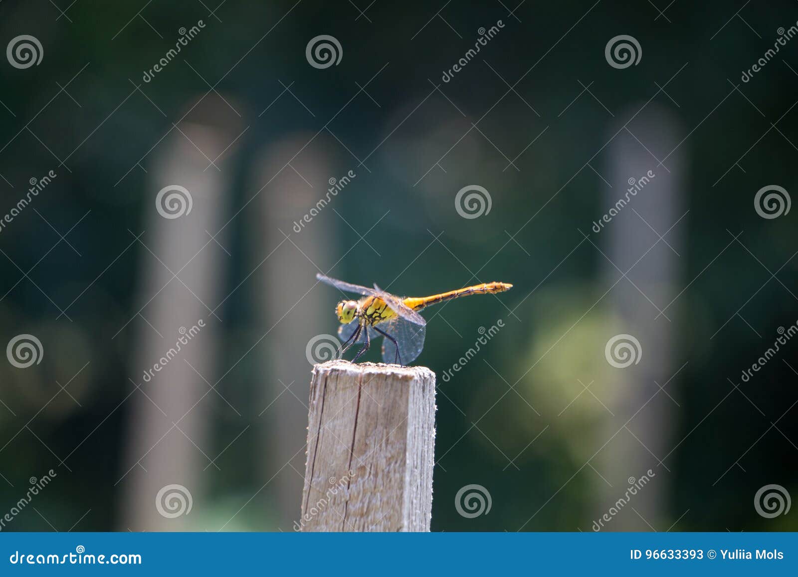 Dragonfly stock image. Image of bugs, resting, animal - 96633393