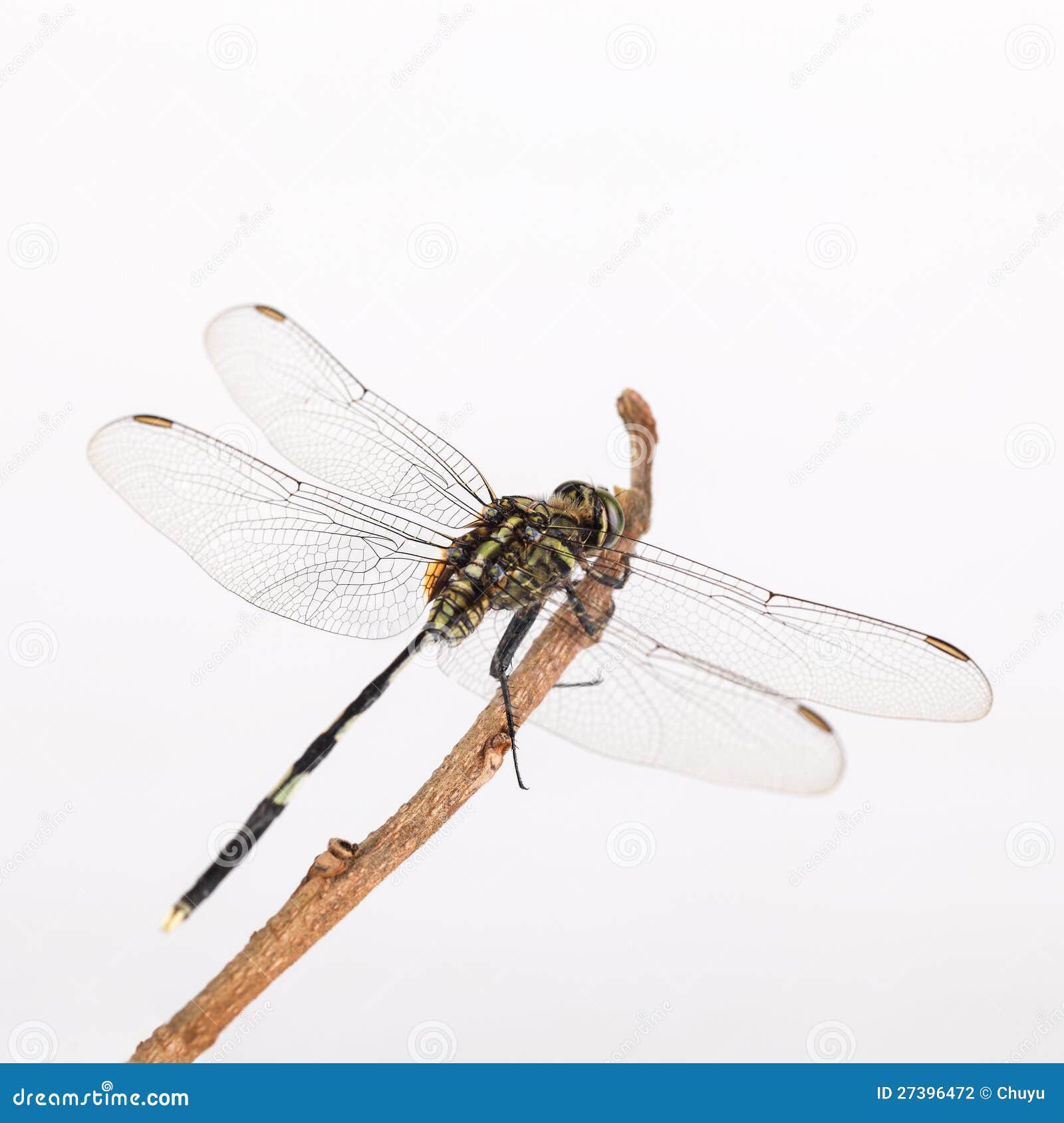 Dragonfly Resting in the Branch Stock Photo - Image of branch, legs ...