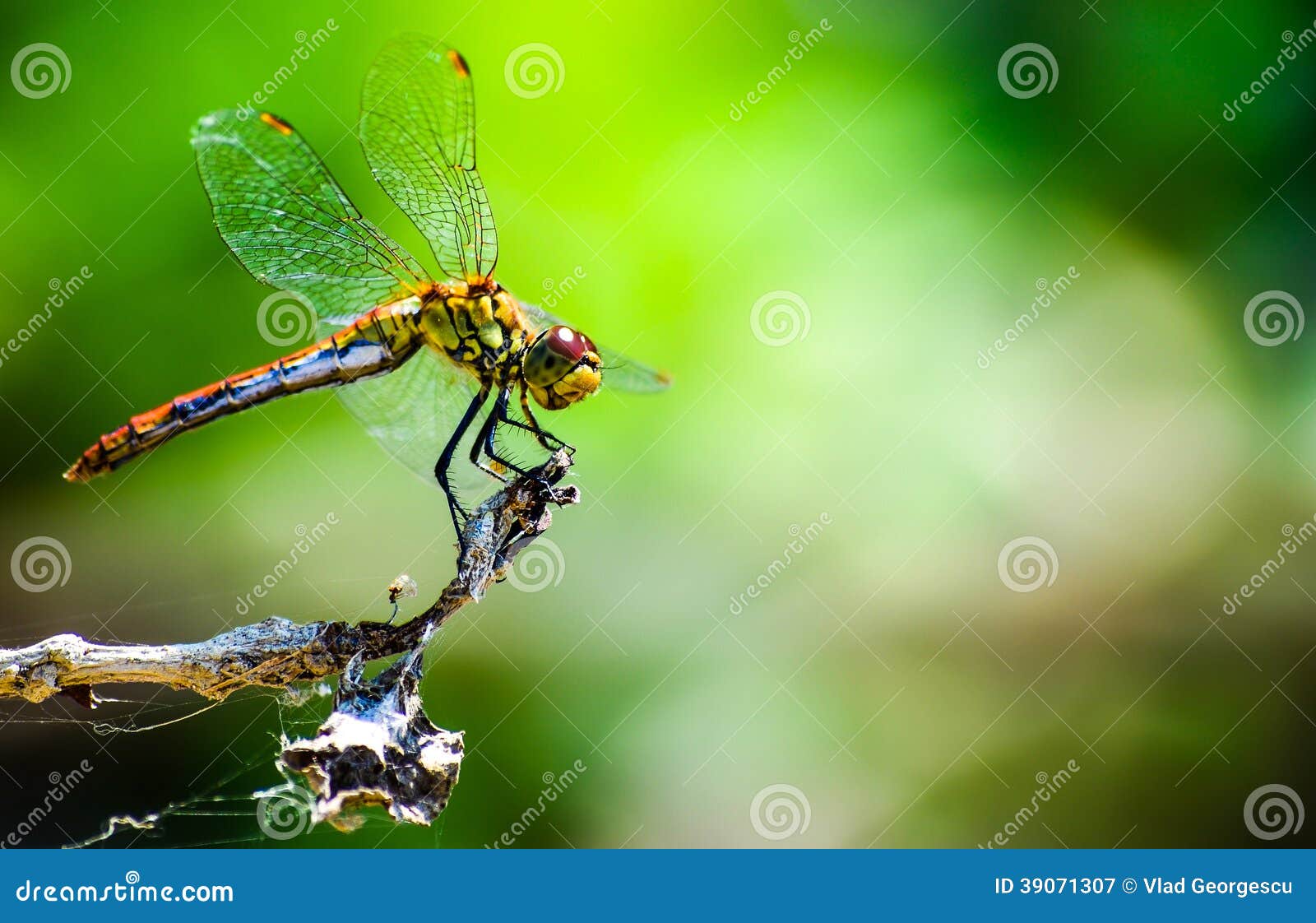 Dragonfly Resting on Branch Stock Image - Image of garden, eyes: 39071307