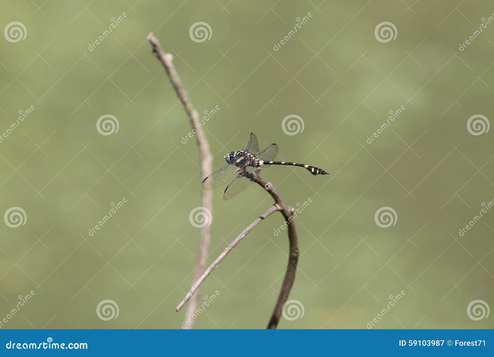 Dragonfly Resting on a Branch in Forest Stock Image - Image of wing ...