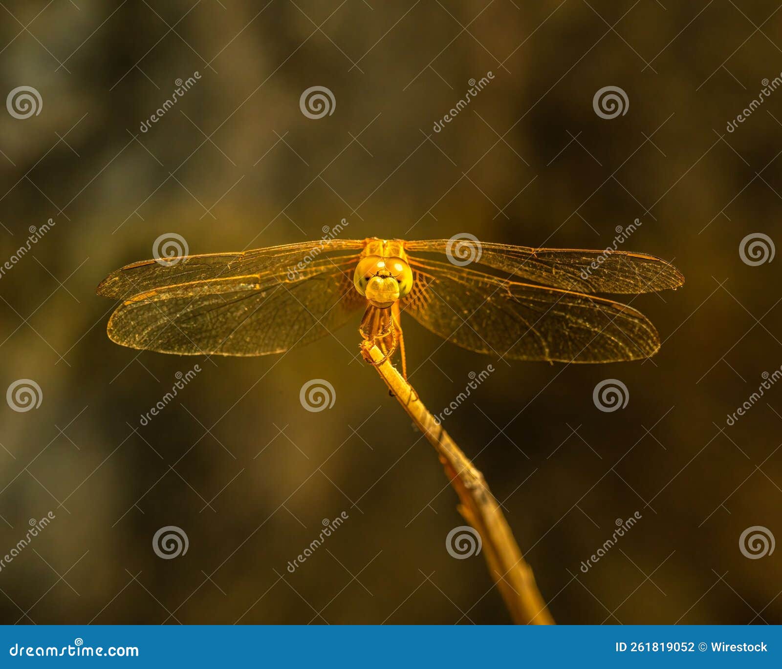Dragonfly Resting on a Branch in Golden Light Stock Photo - Image of ...