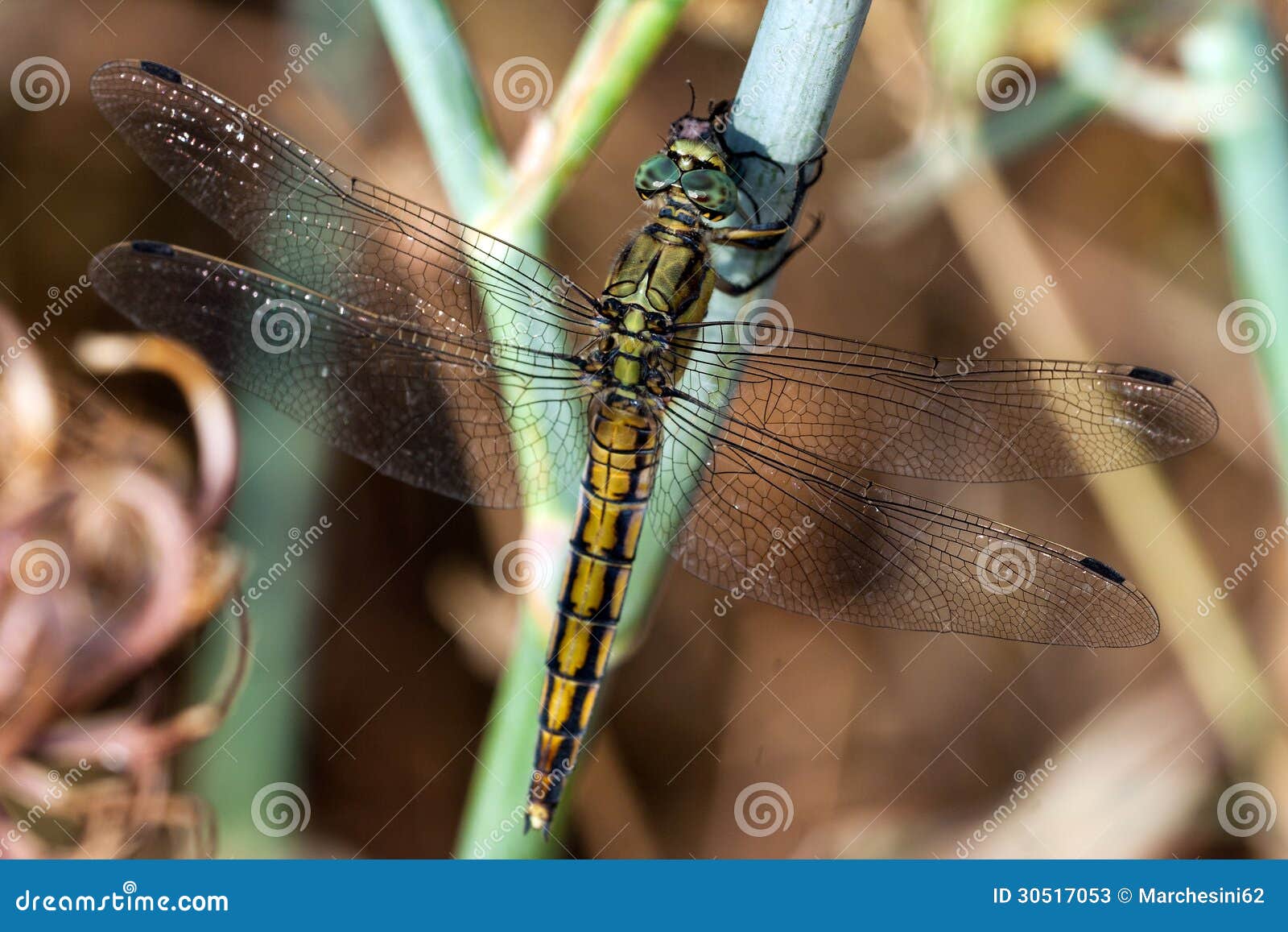 Dragonfly resting stock image. Image of fauna, winged - 30517053