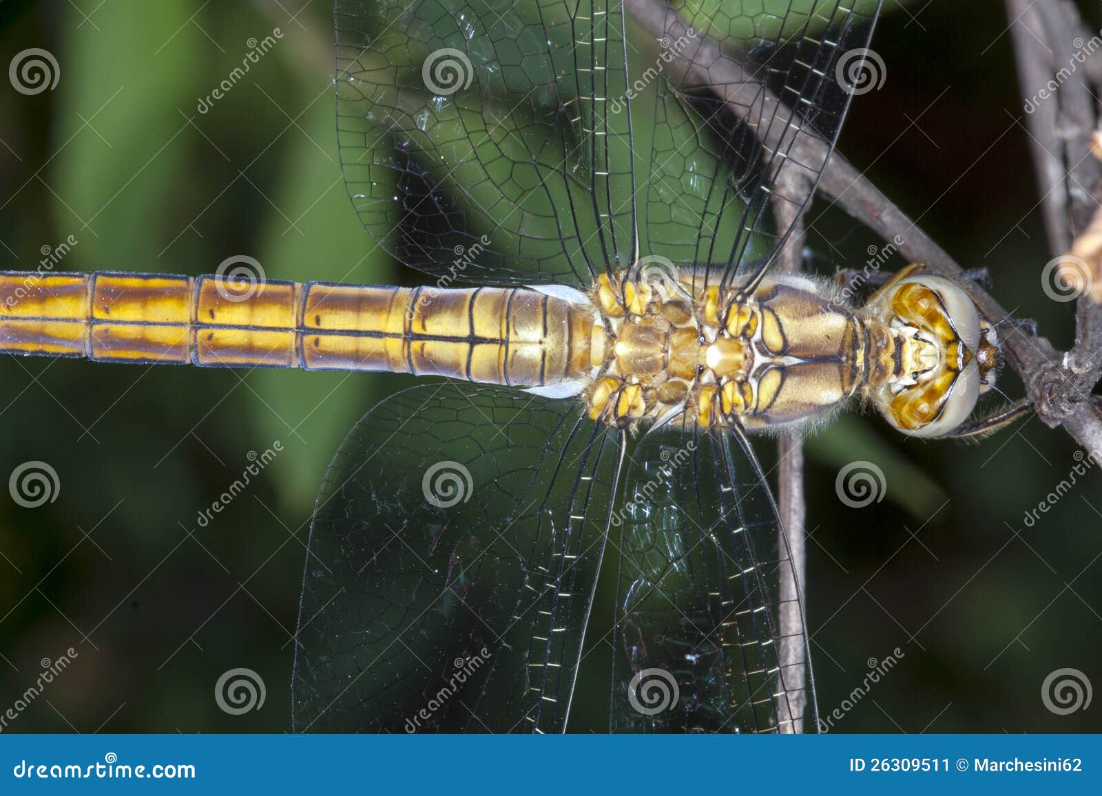 Dragonfly Resting on Branch; Particular Stock Image - Image of ...