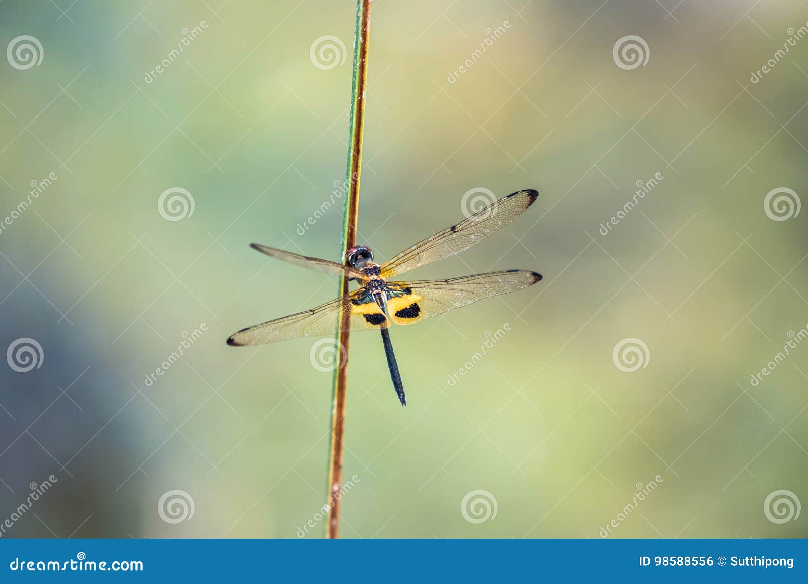Dragonfly Resting on a Branch Stock Photo - Image of insect, dragonfly ...